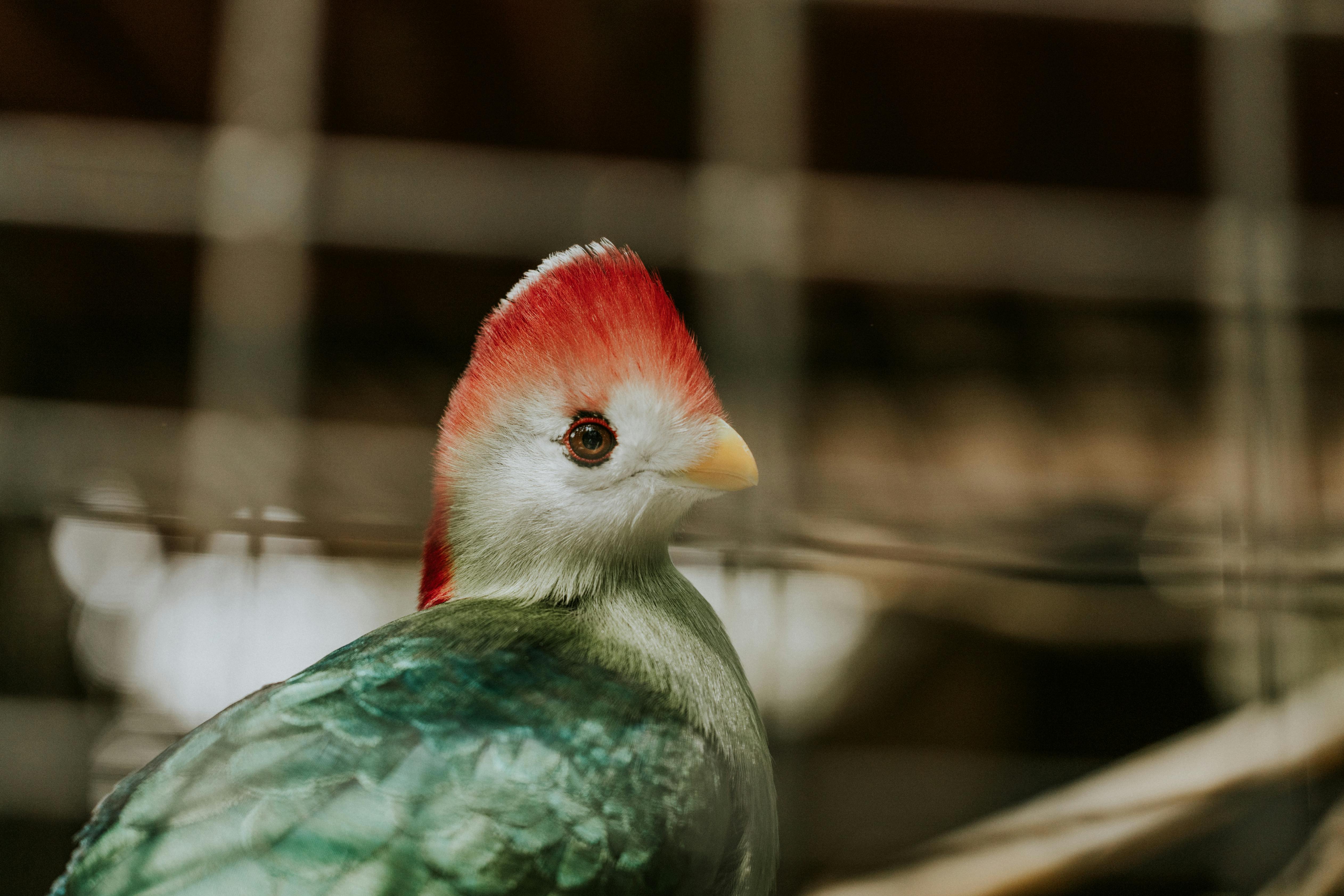 Close-up of a Red-crested Turaco · Free Stock Photo