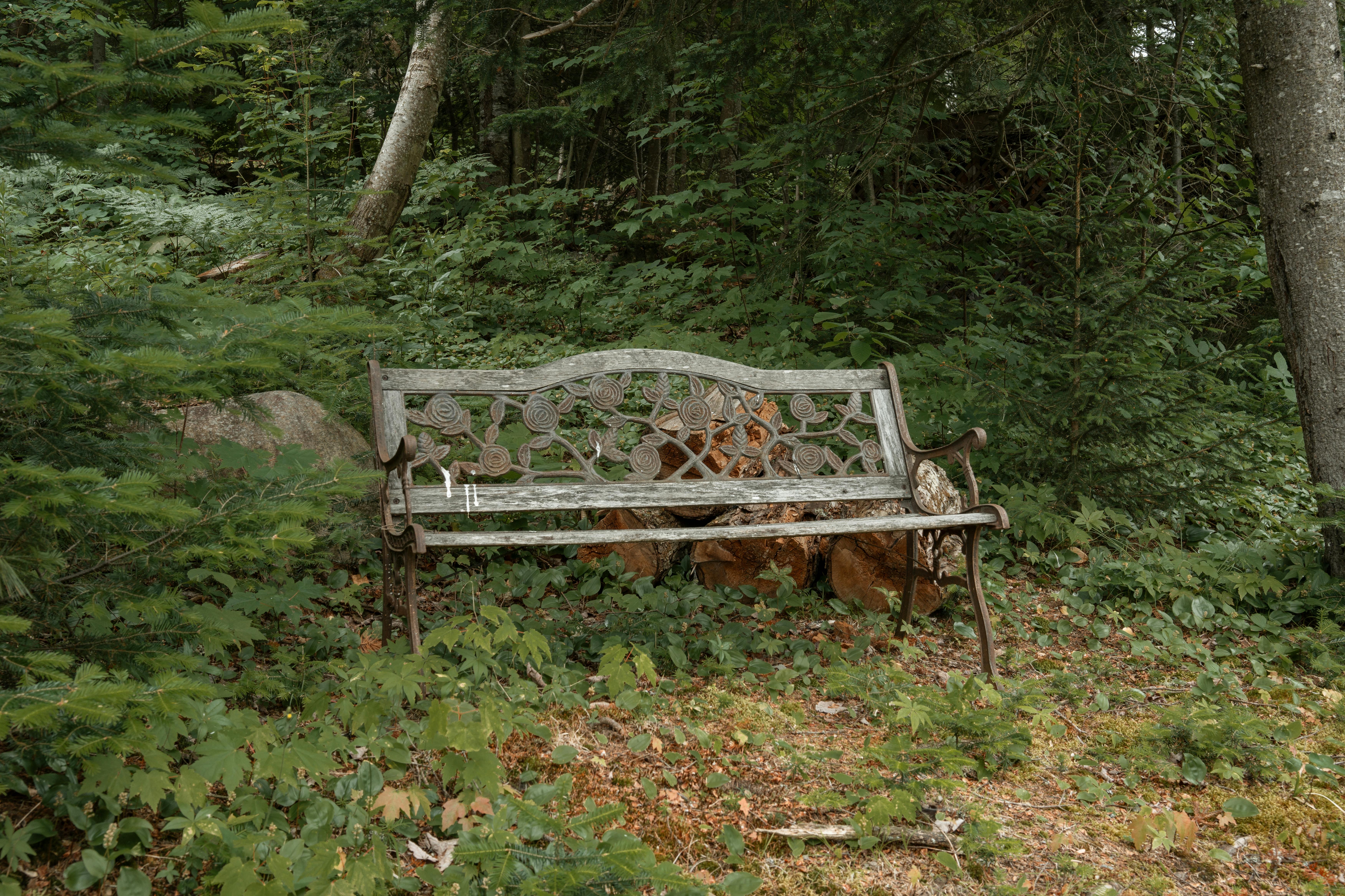 Bench in a Forest · Free Stock Photo