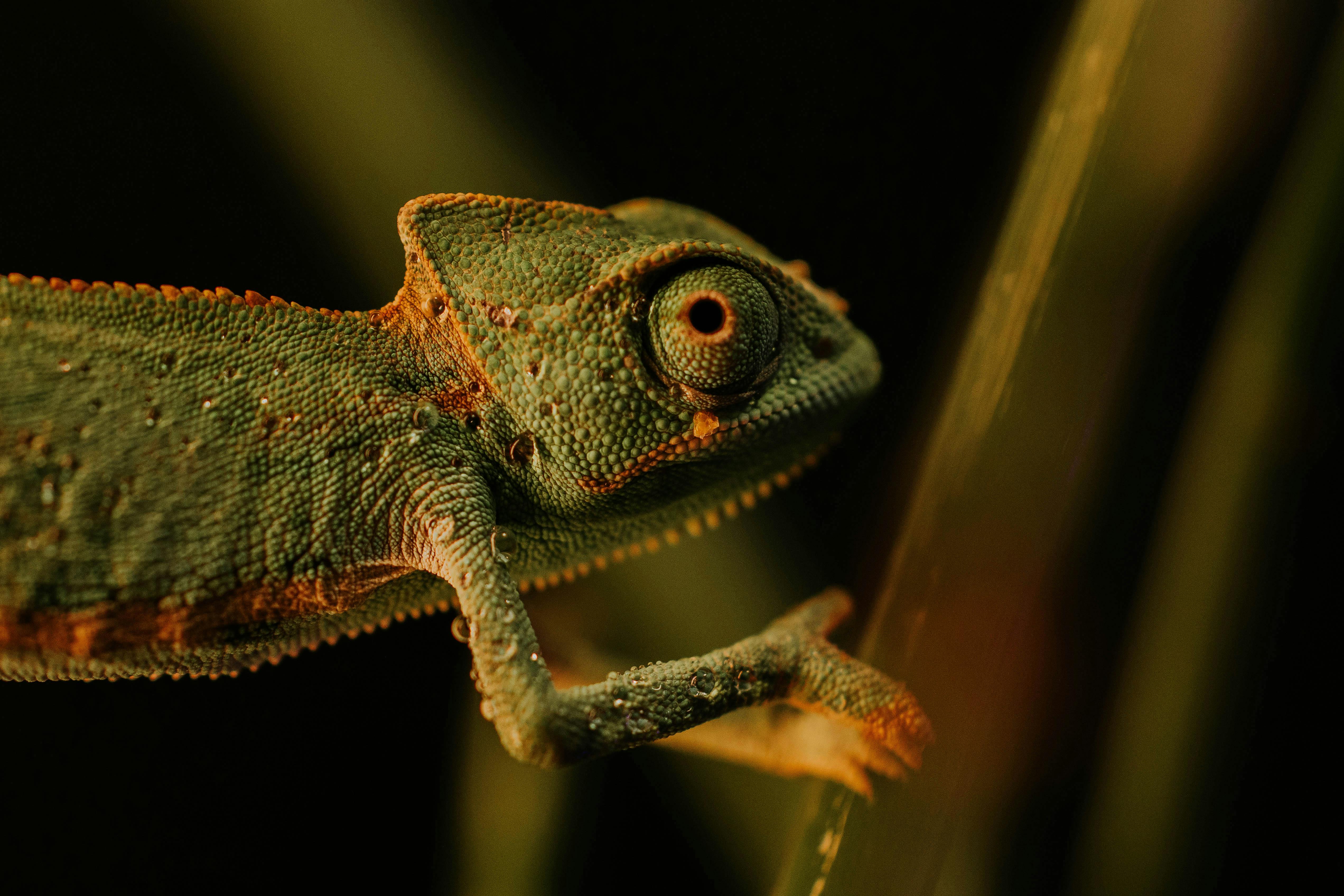 Adaptability Photos, Download The BEST Free Adaptability Stock Photos ...