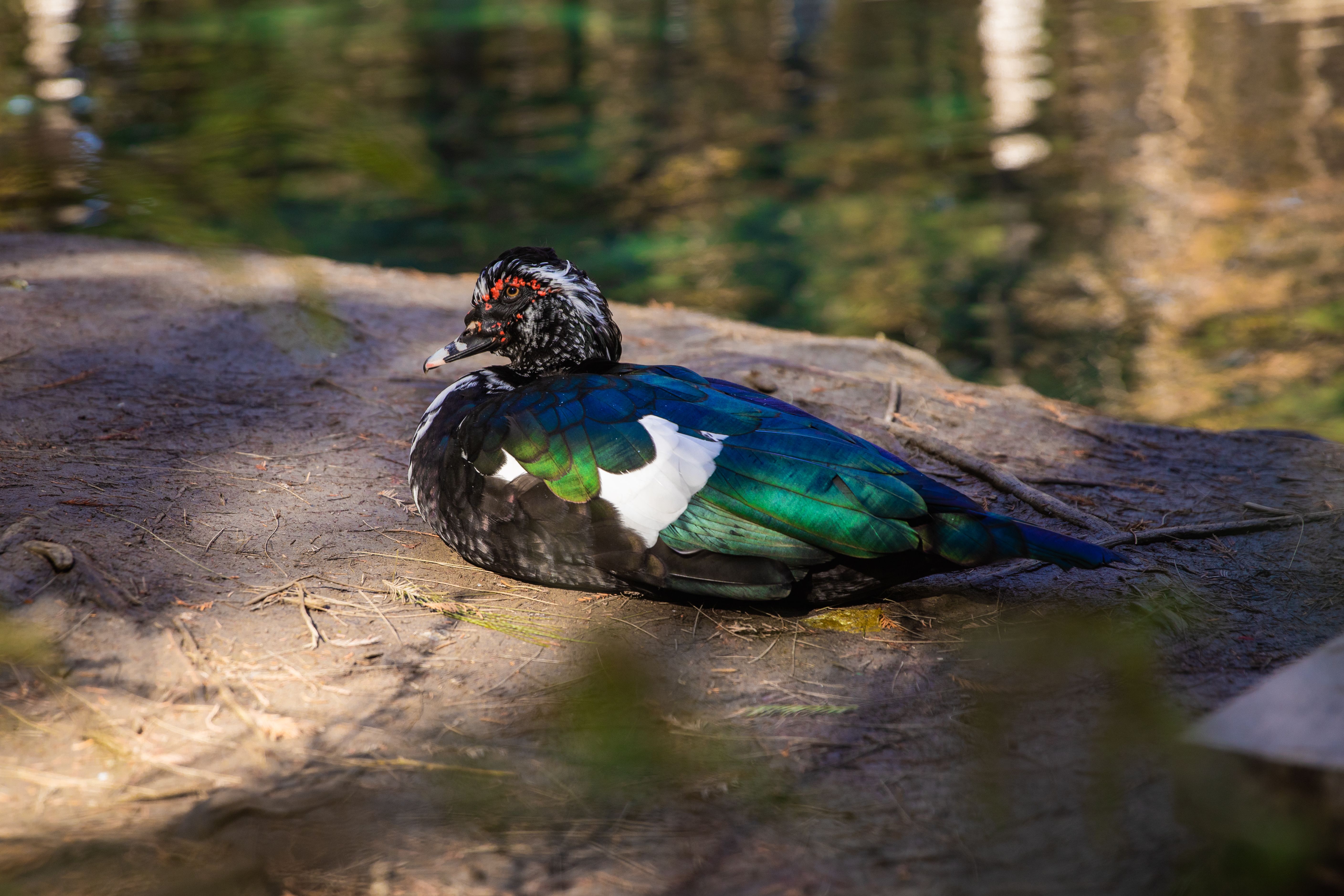 Tank Duck Ktory Wyglada Million Dolarow Photos, Download The BEST Free ...