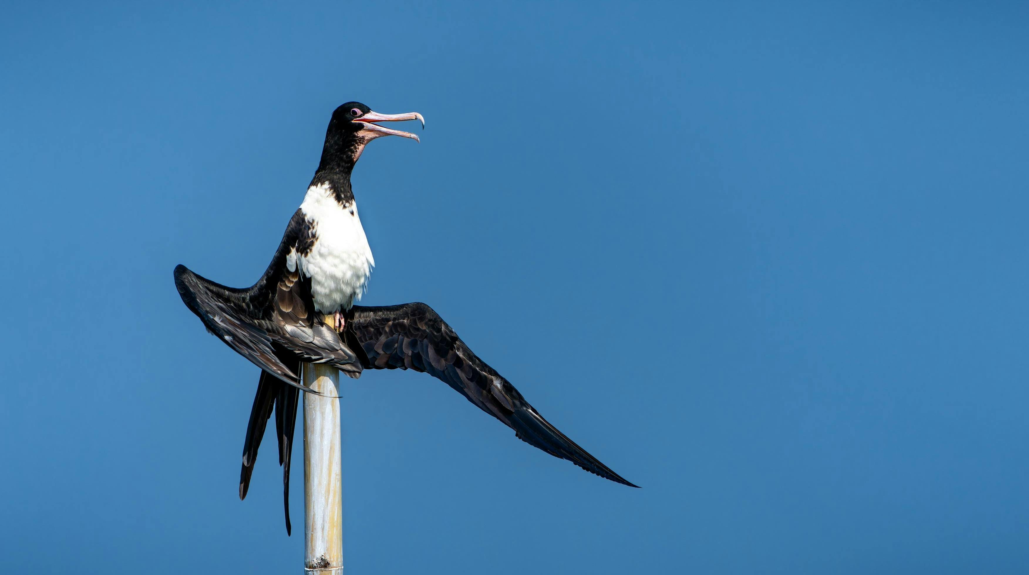 Christmas Frigatebird Perched on a Post with Wings Spread · Free Stock ...