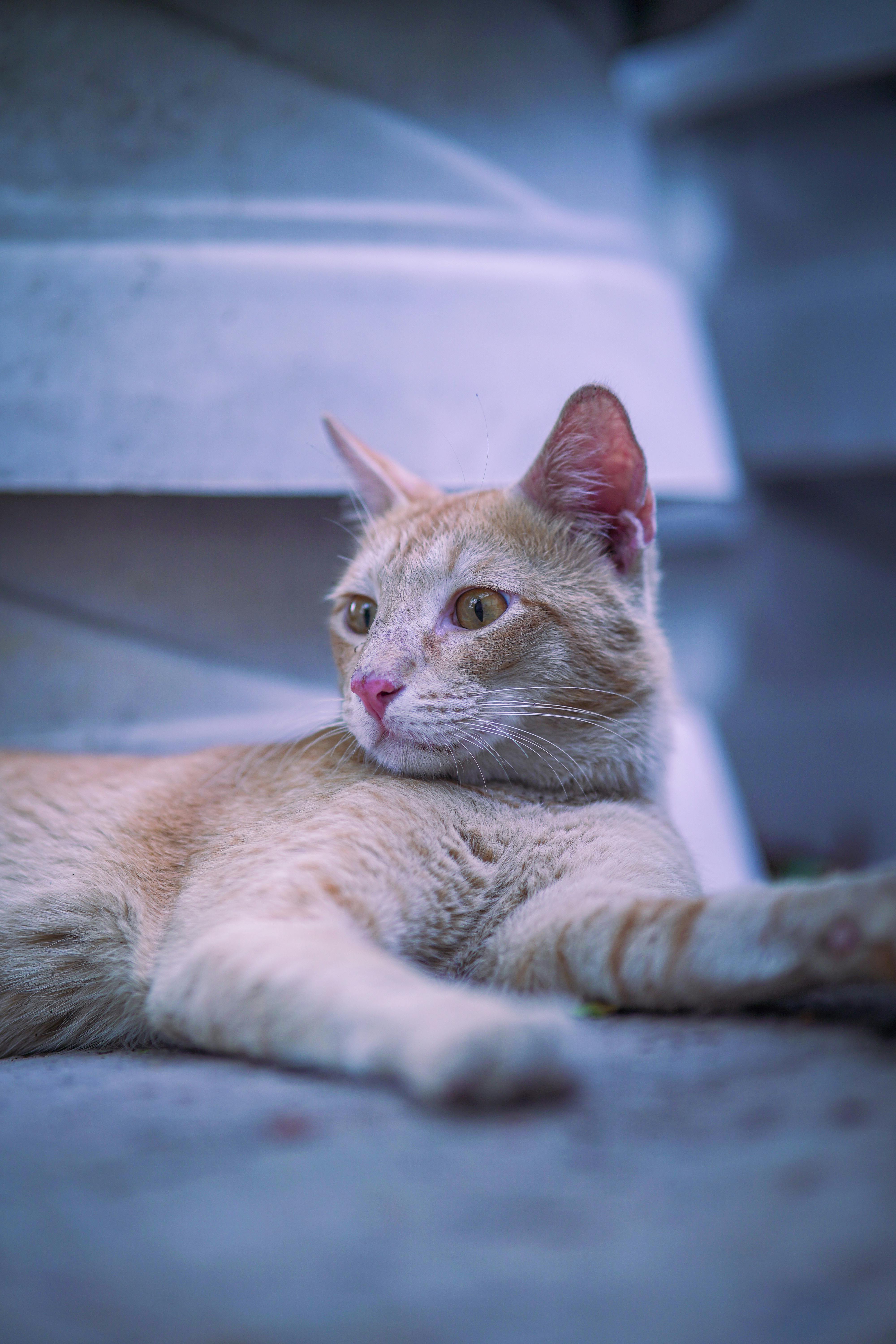 cat · Free Stock Photo