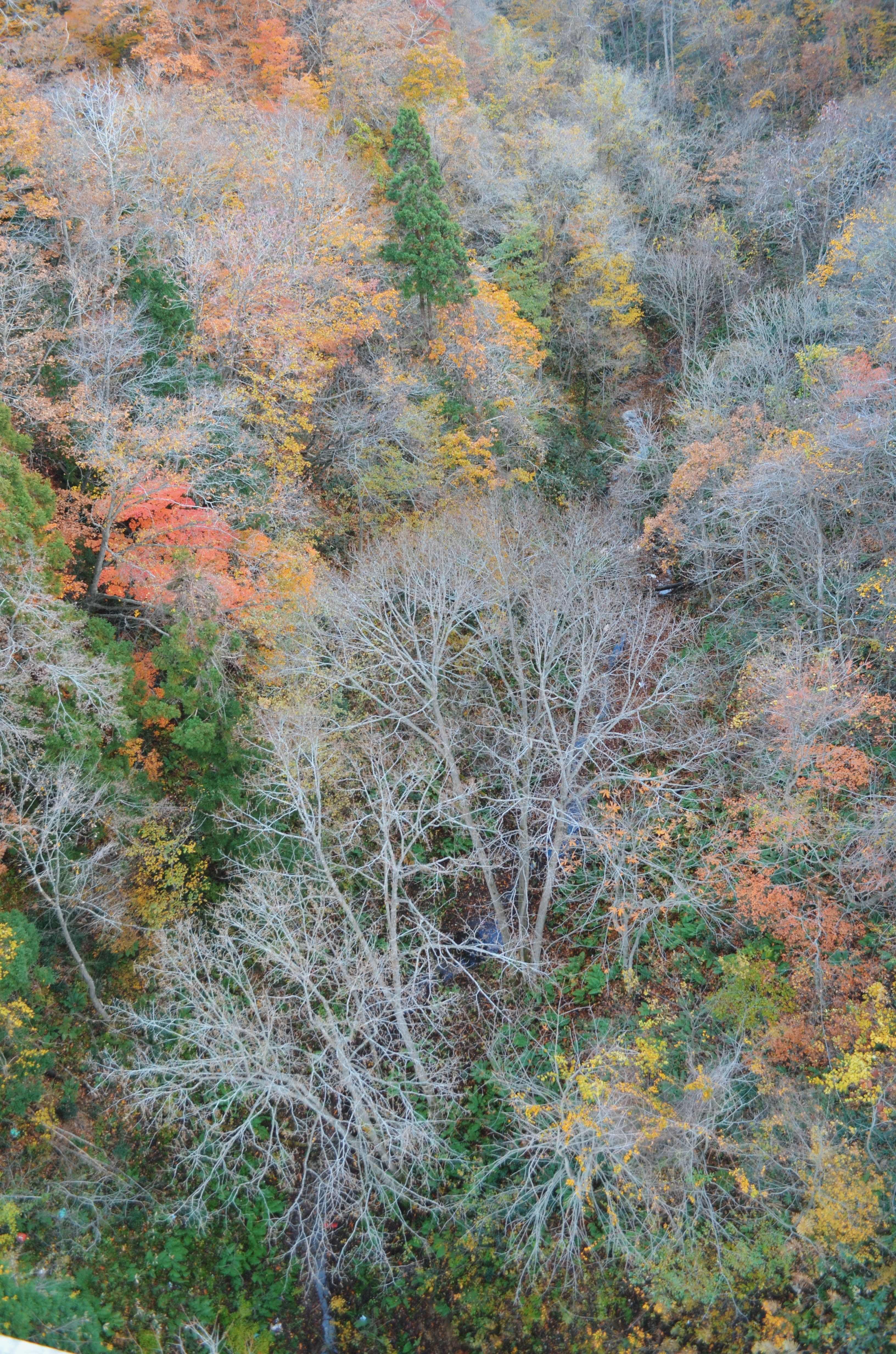 Trees and Bushes in Forest in Autumn · Free Stock Photo