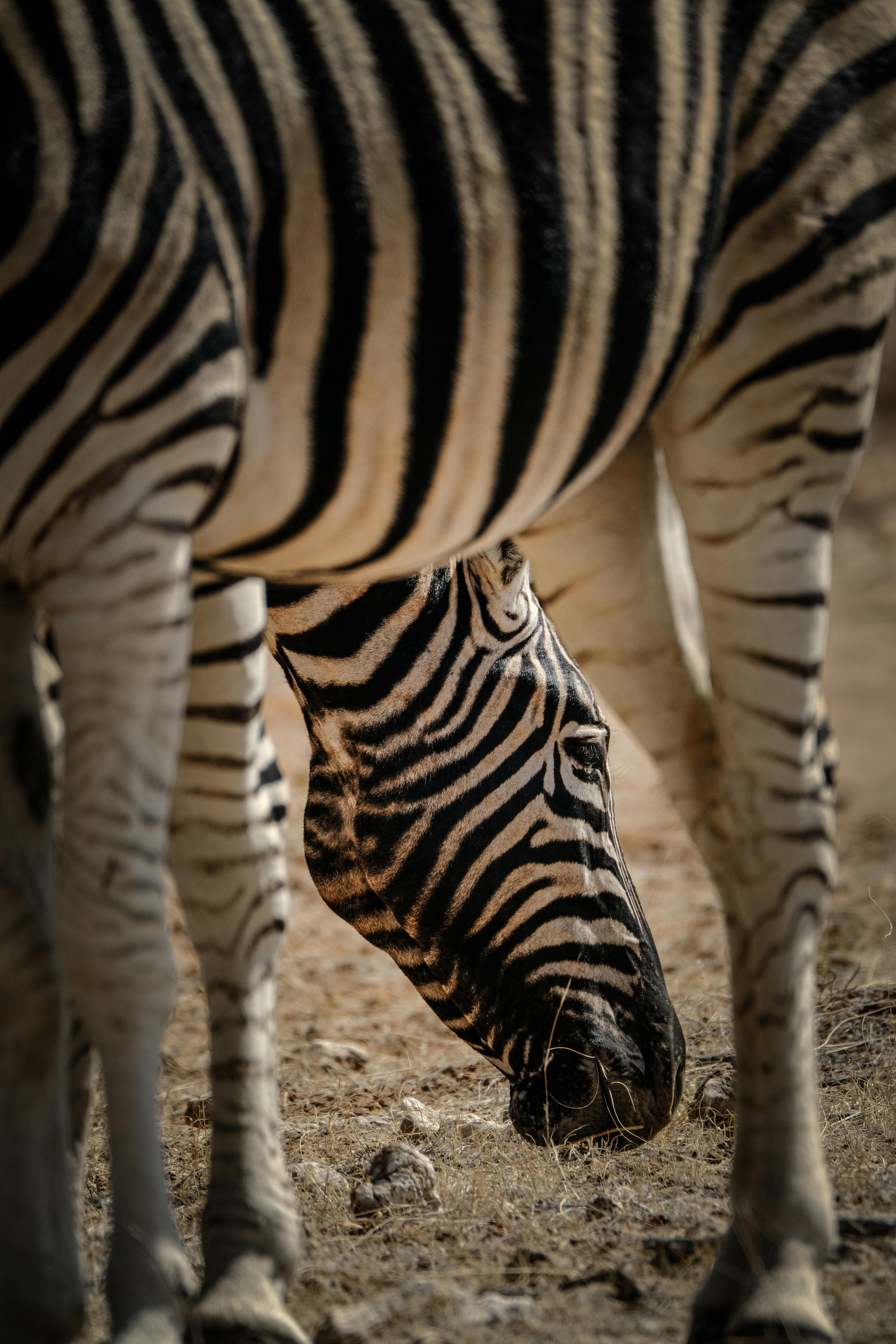 A zebra is eating grass · Free Stock Photo