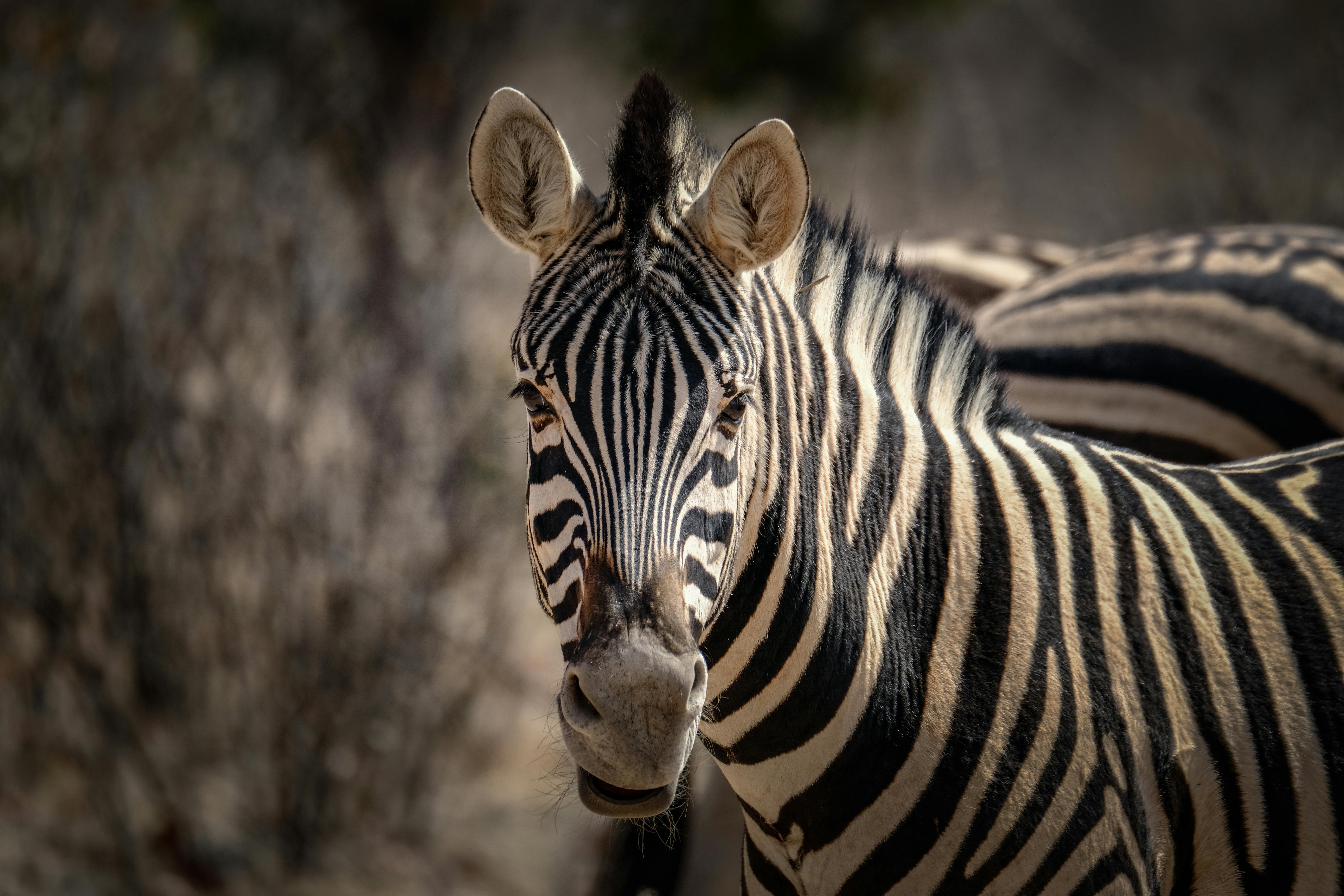Zebra in Nature · Free Stock Photo