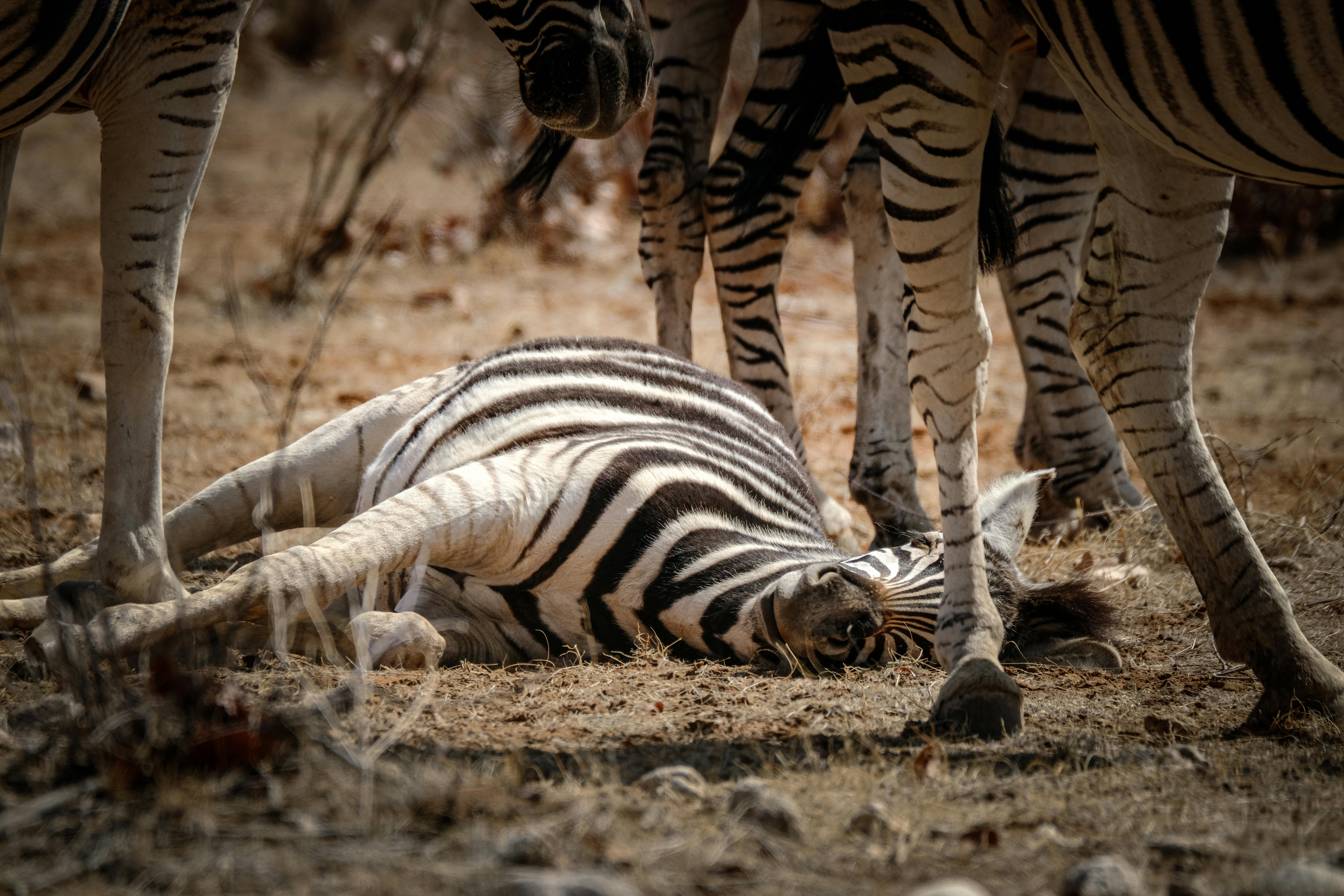 A zebra laying on the ground in the dirt · Free Stock Photo