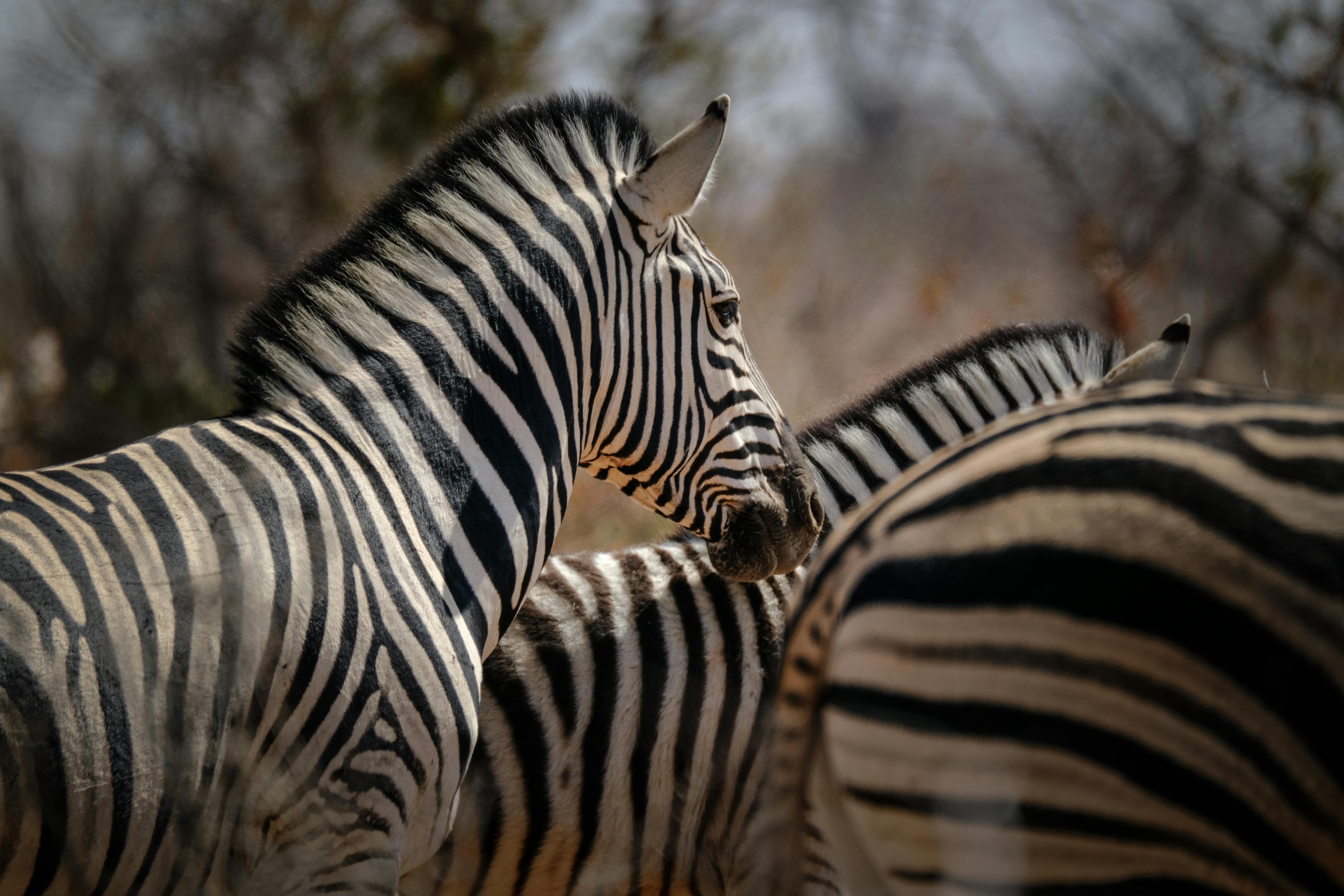 A group of zebras standing in a field · Free Stock Photo