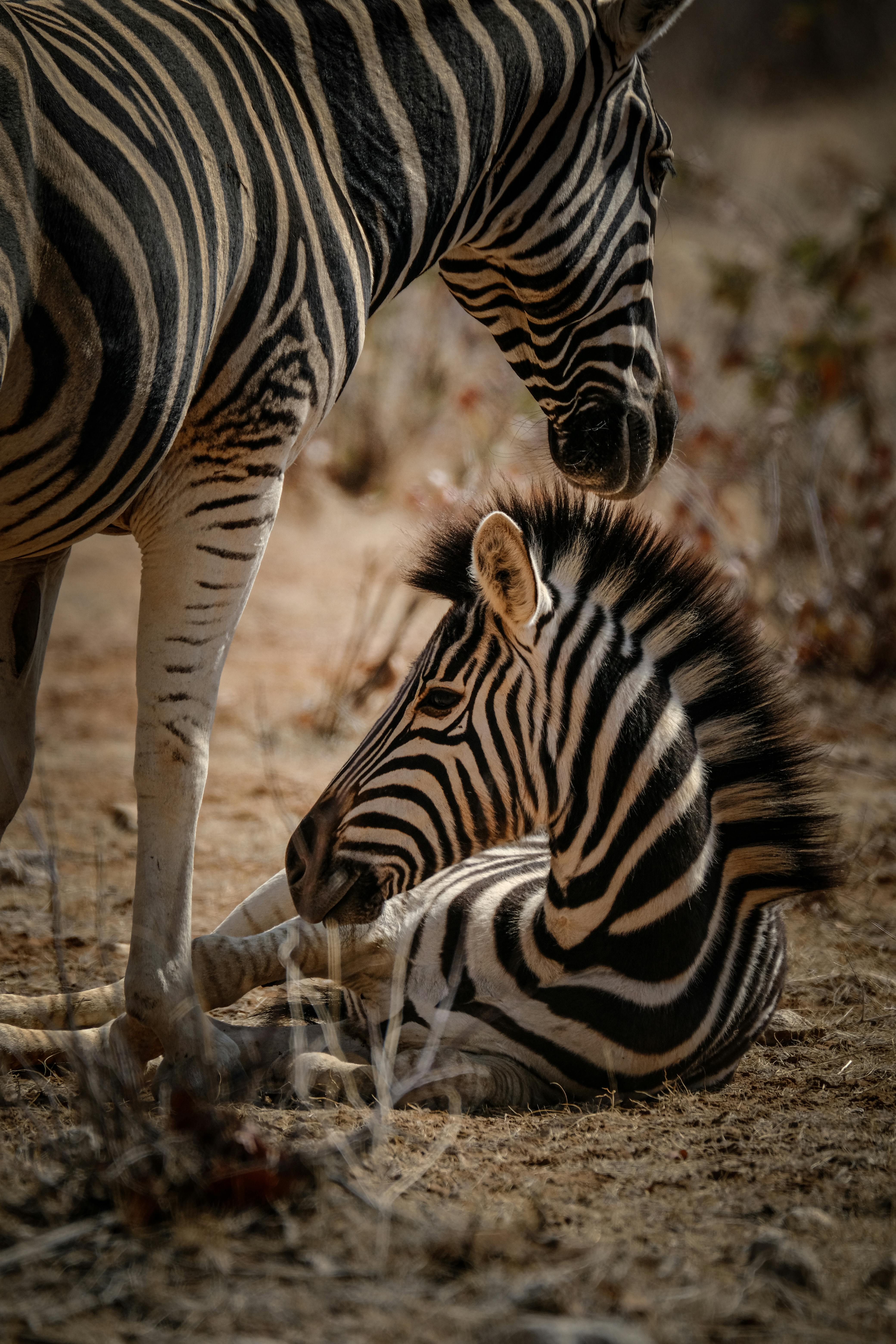 A zebra laying down next to a baby zebra · Free Stock Photo