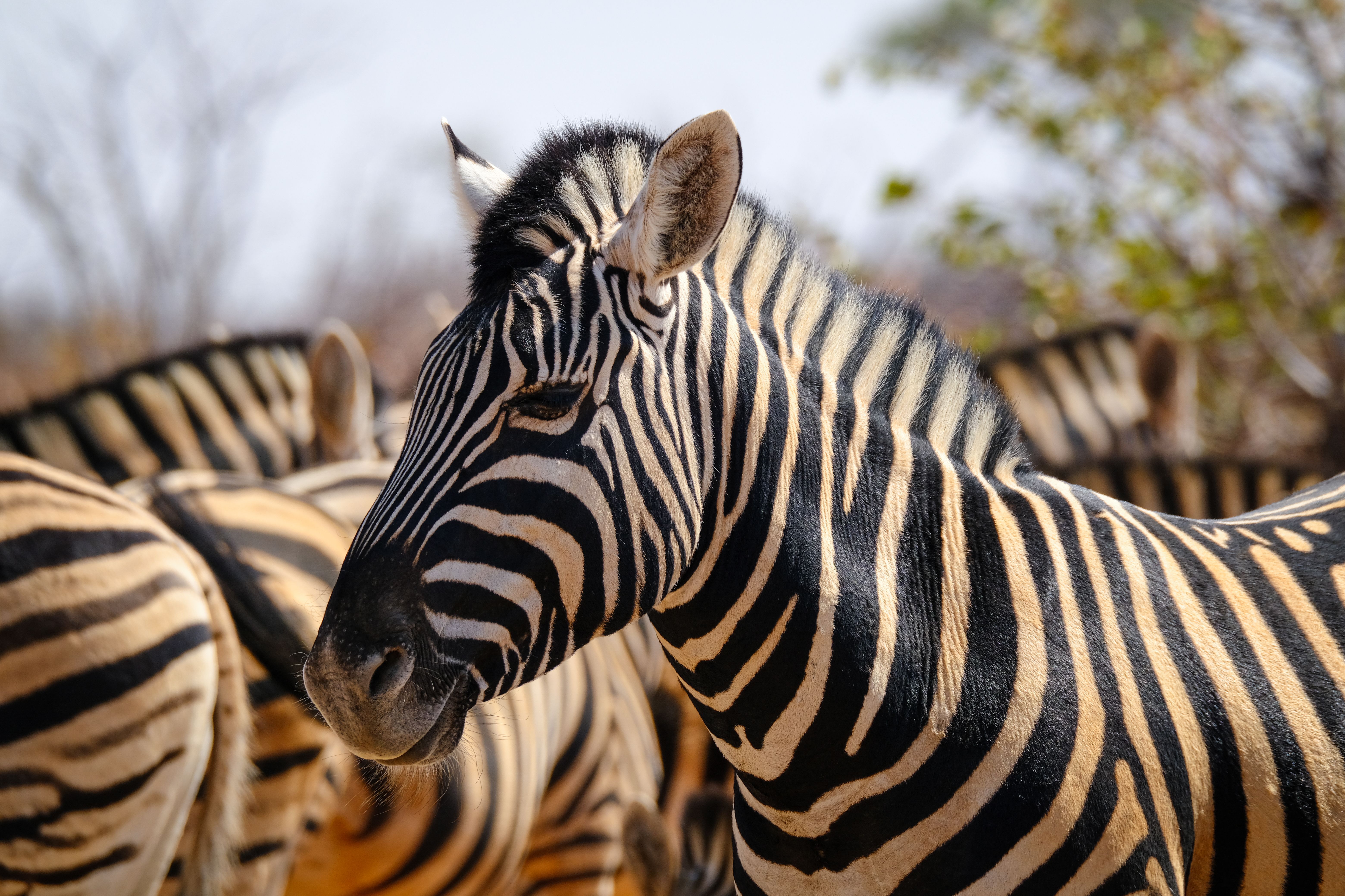 Portrait of Zebra · Free Stock Photo