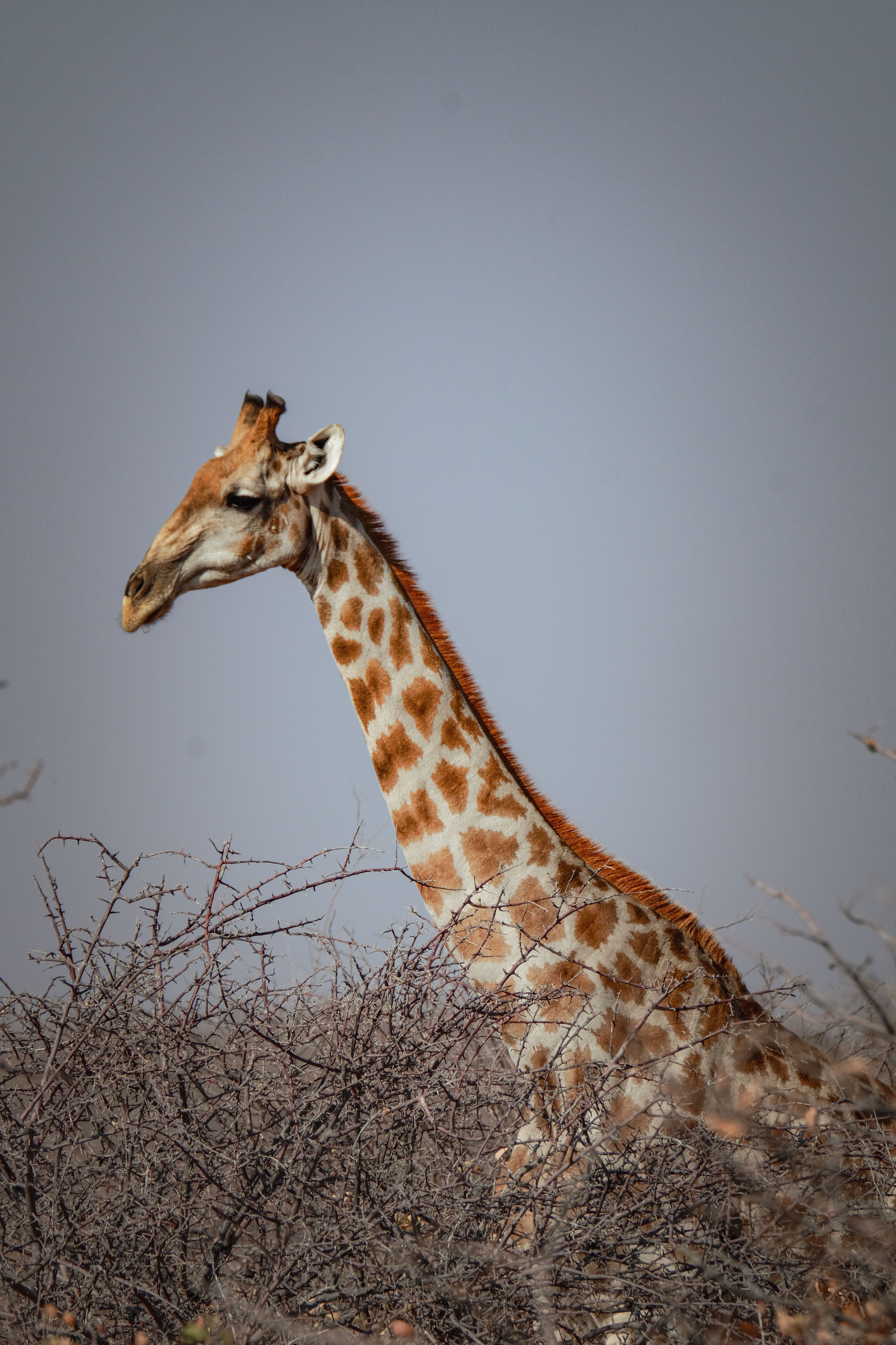 Photograph of Giraffe · Free Stock Photo