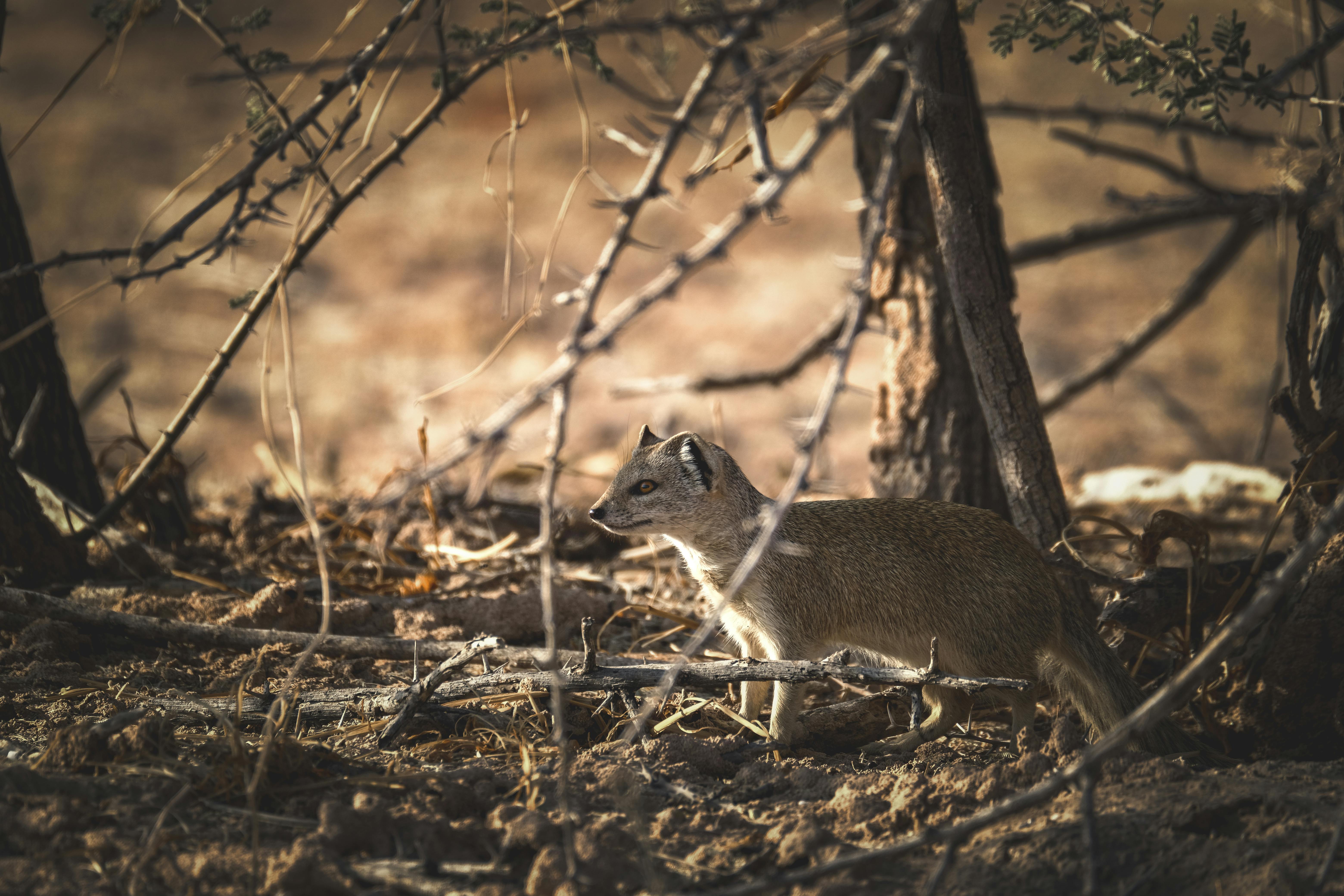 Yellow Mongoose Standing in the Shade of the Trees · Free Stock Photo
