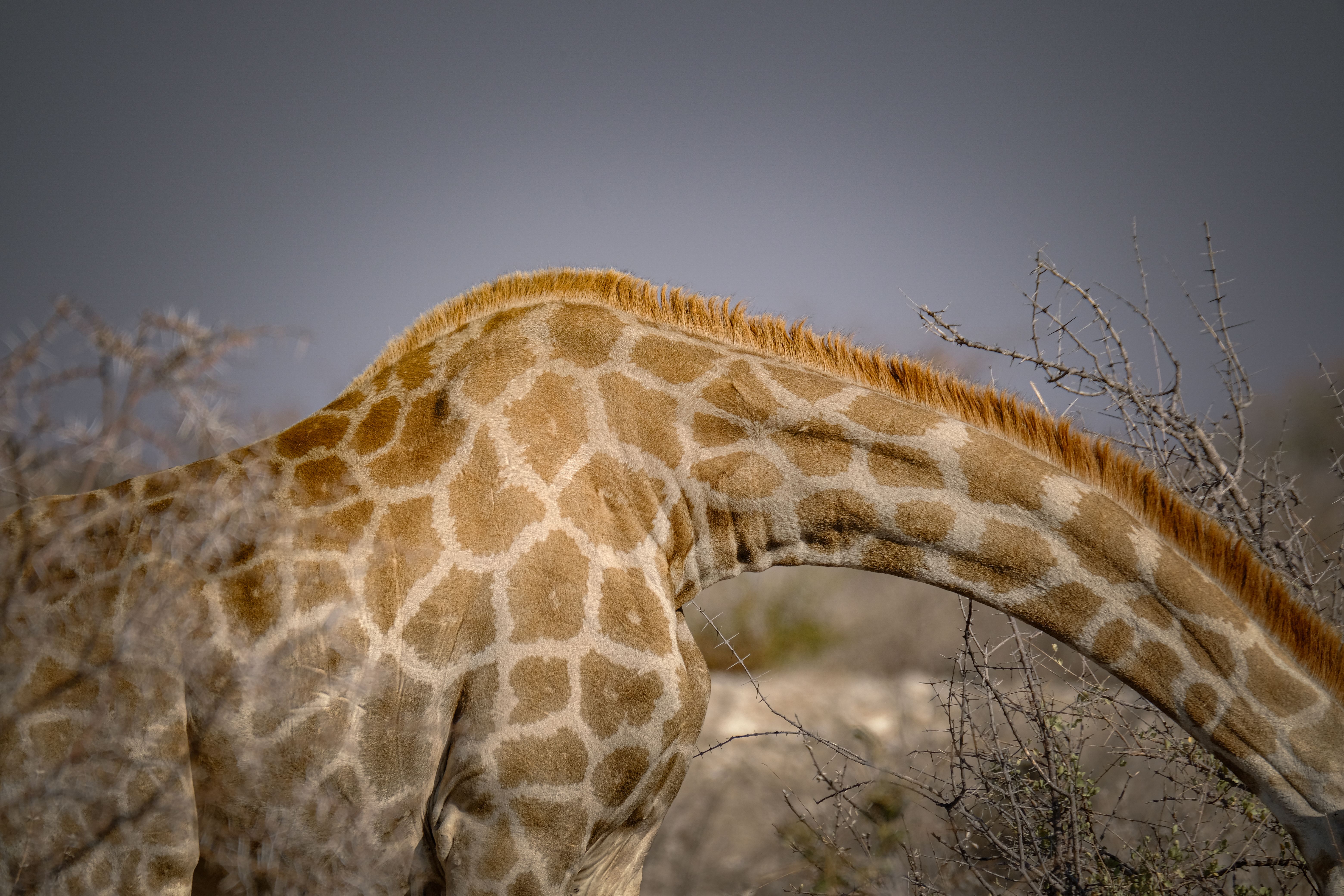 Pattern on the Side of a Leaning Giraffe · Free Stock Photo