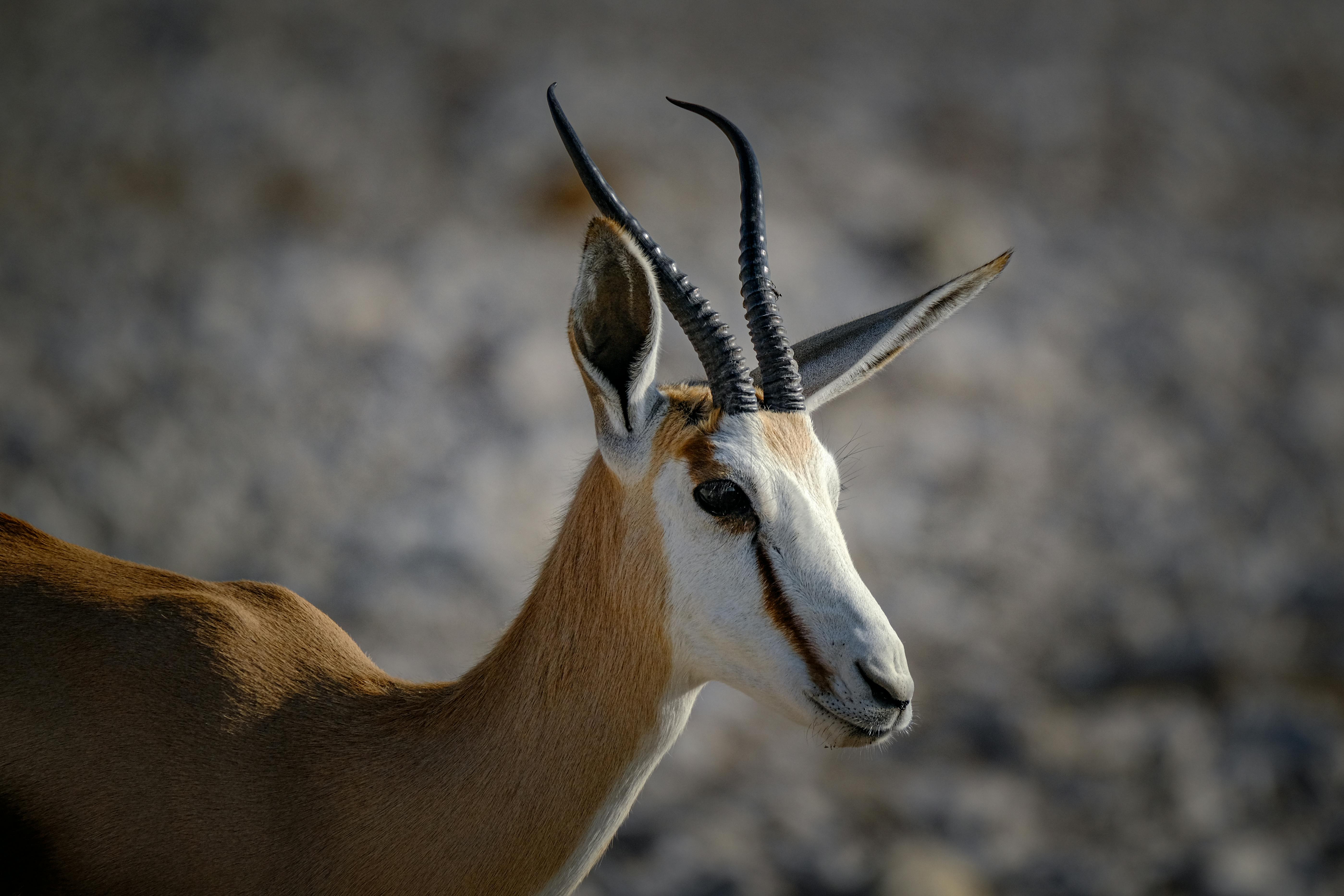 Close-up of a Springbok Head · Free Stock Photo