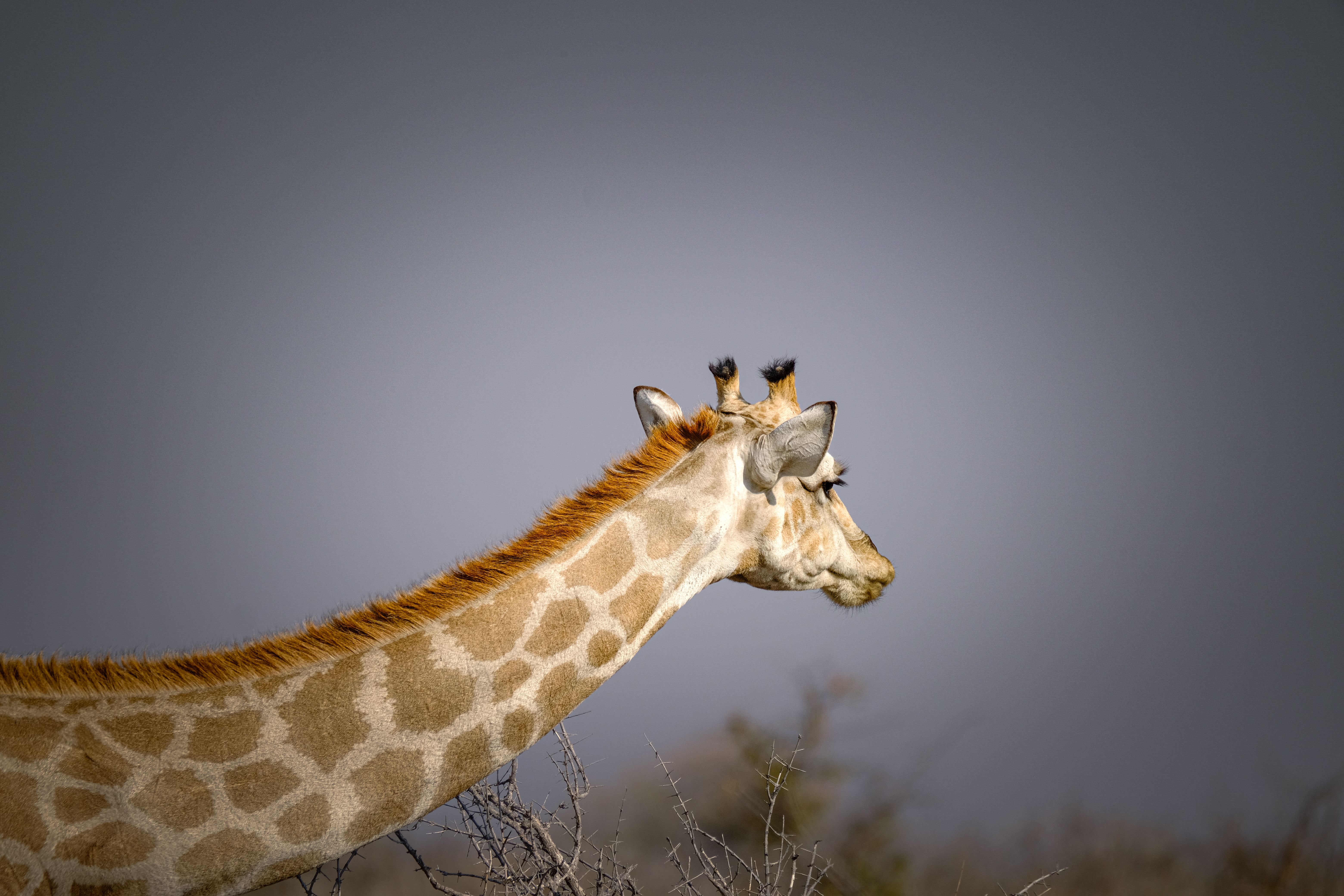 Photograph of Giraffe · Free Stock Photo