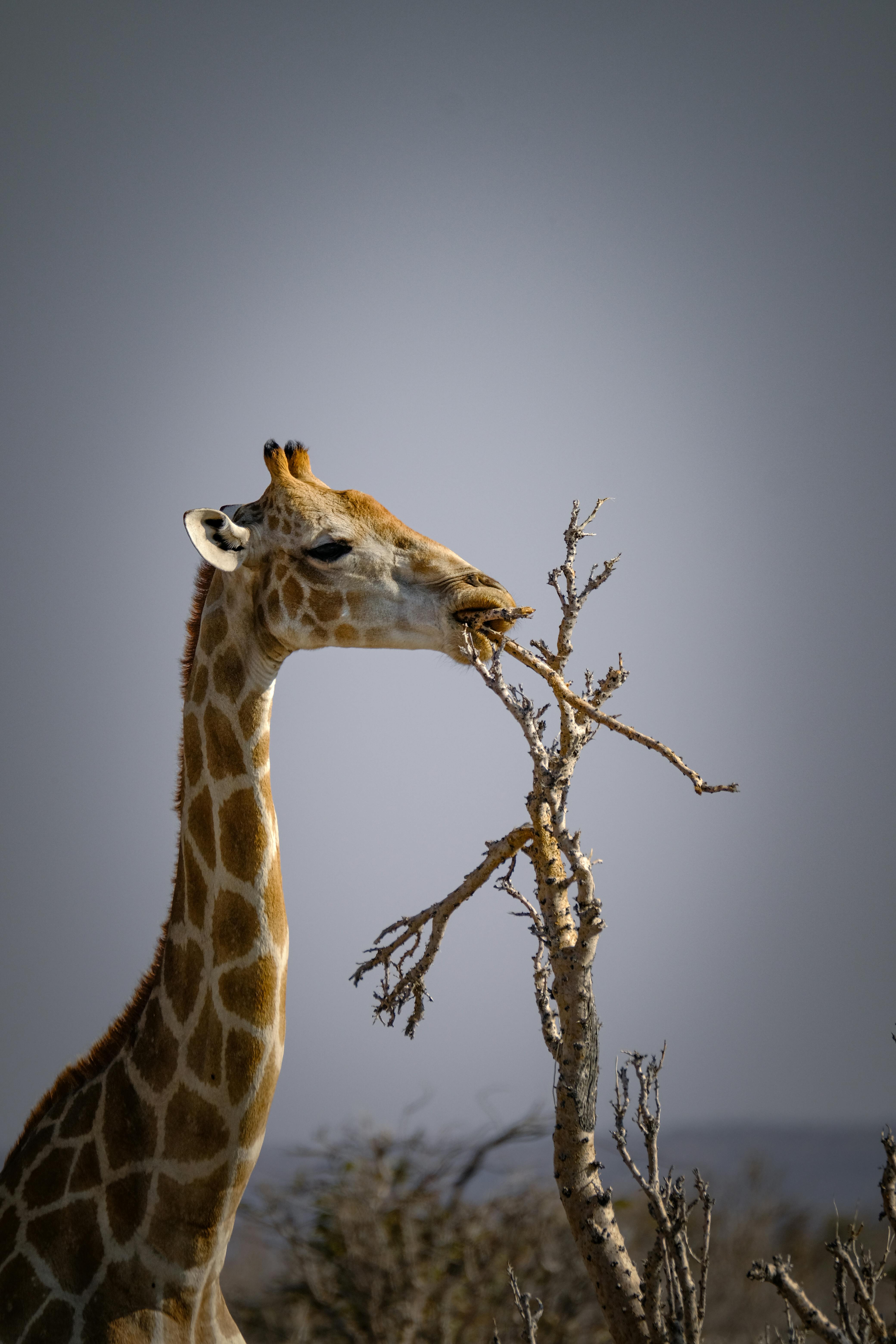 Giraffe Eating Tree Branches · Free Stock Photo