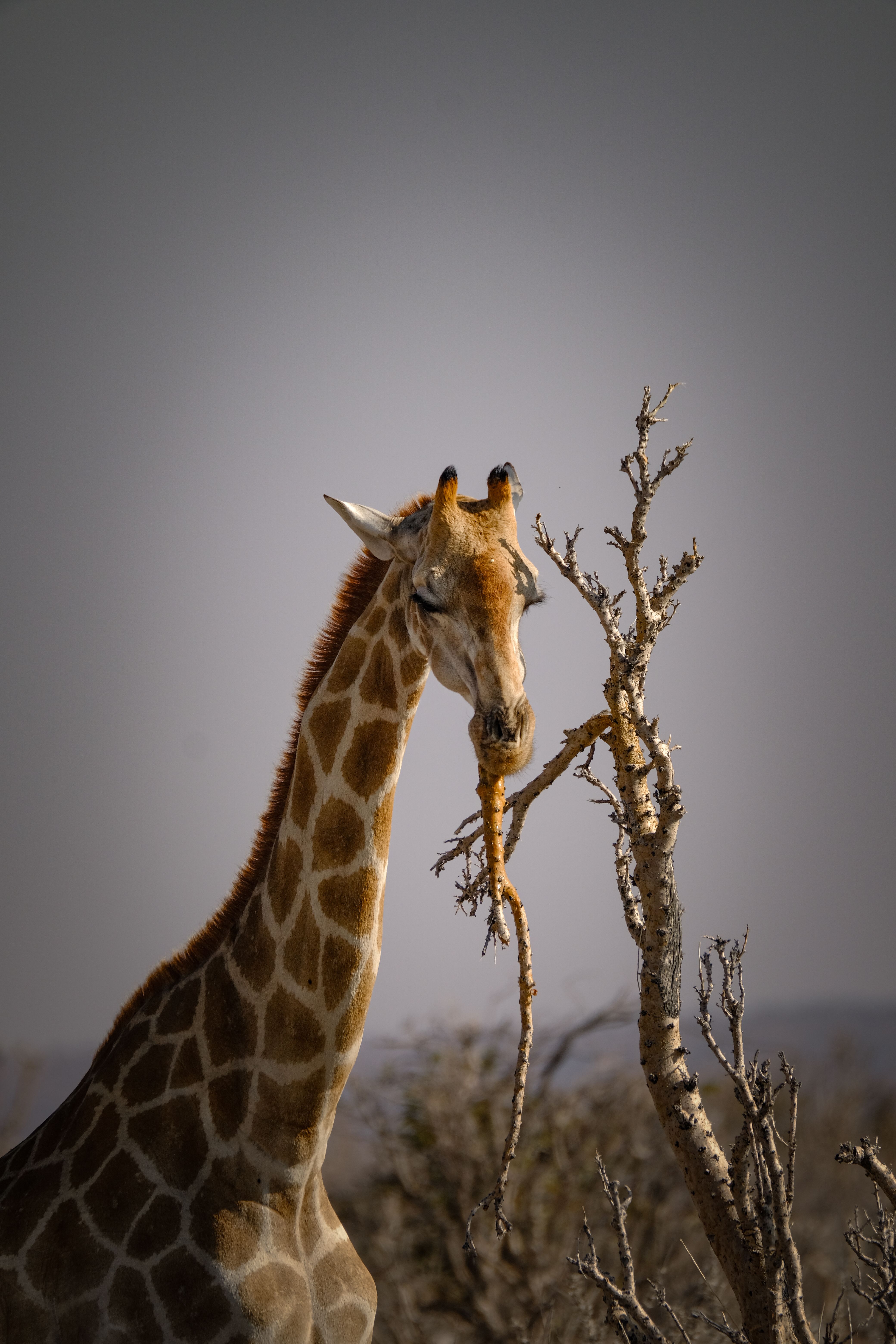 Close-up Photography Of Giraffe · Free Stock Photo