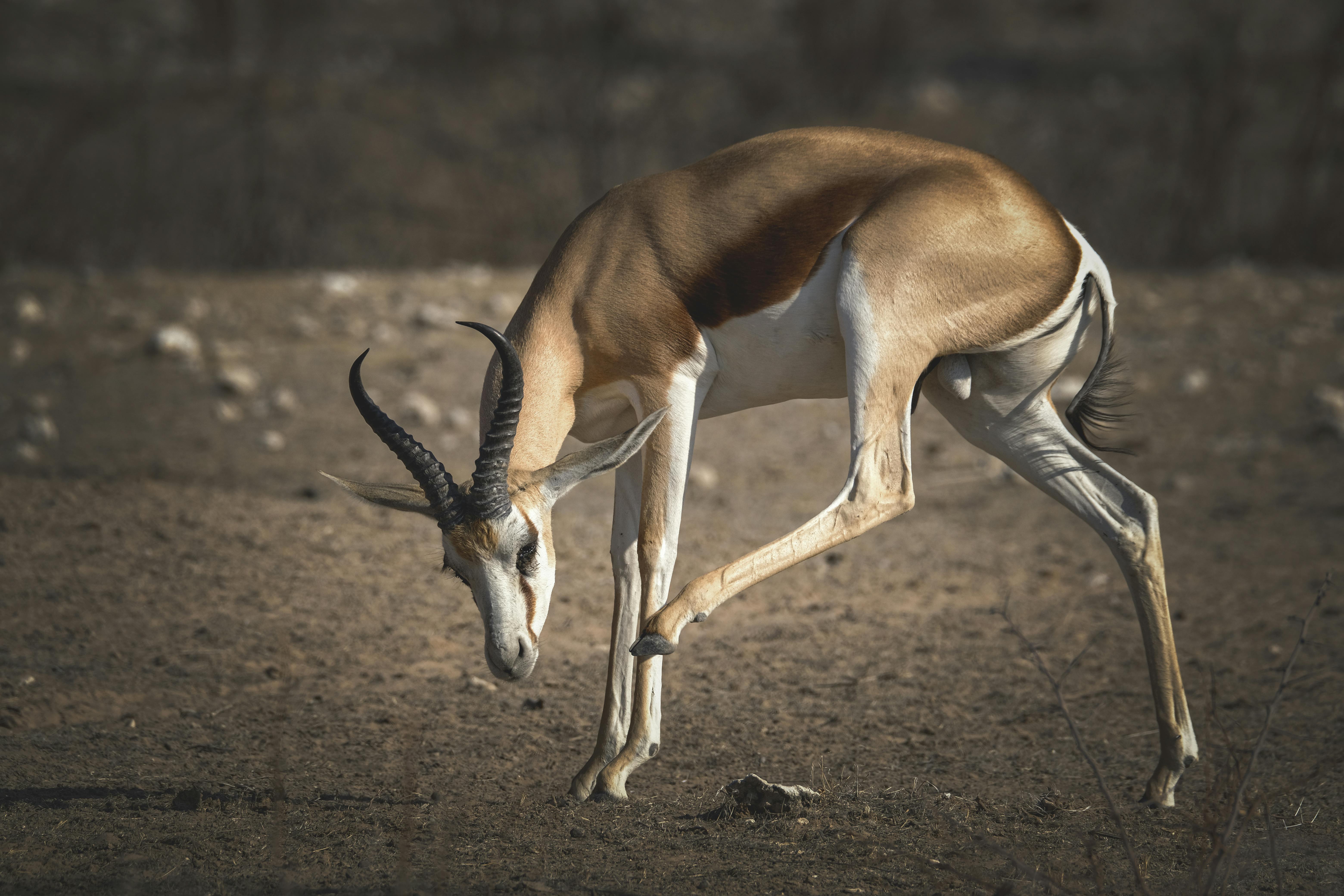 Kicking Springbok Antelope · Free Stock Photo
