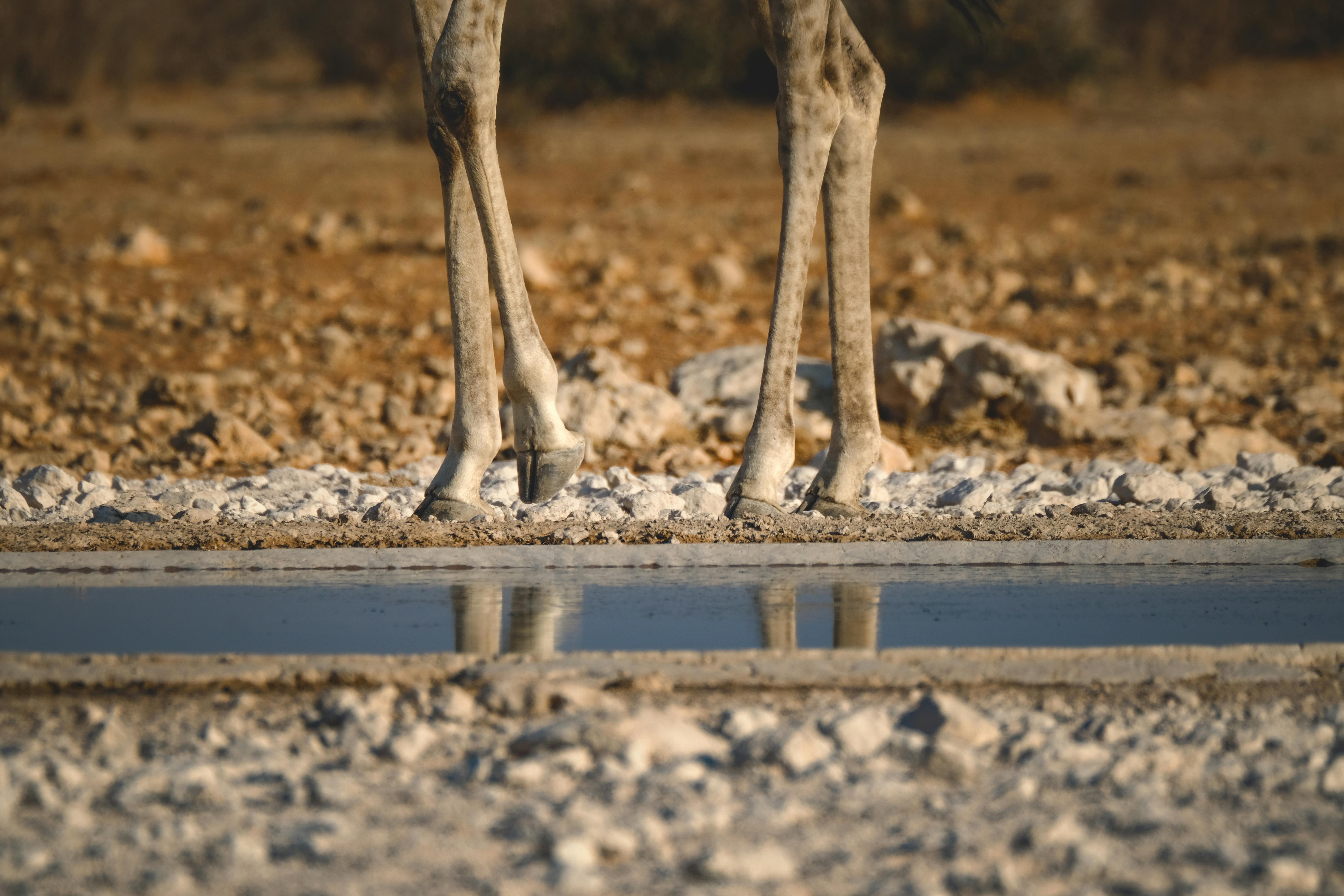 Giraffe Legs by the Watering Hole · Free Stock Photo