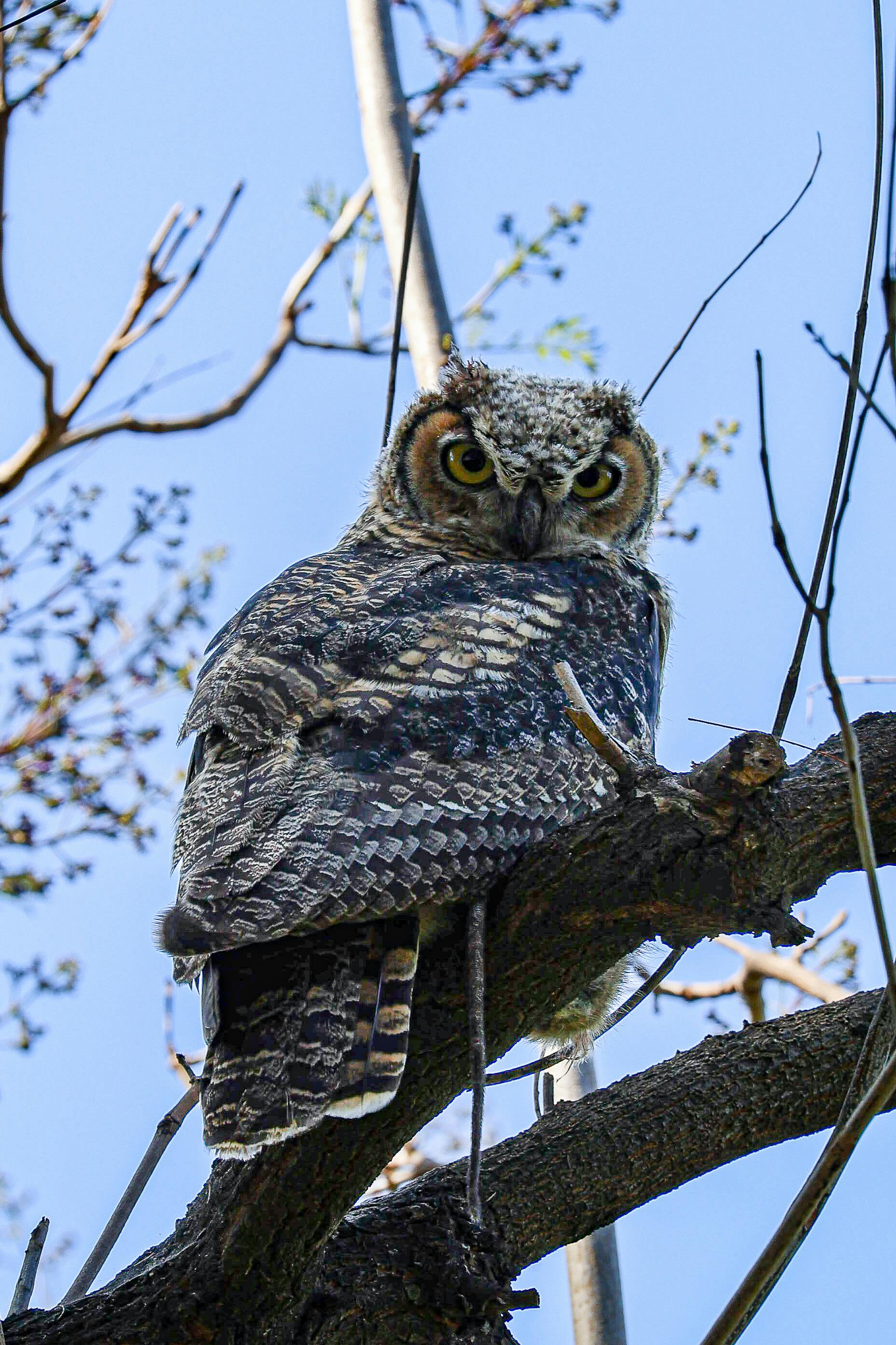 Photo of Owl Perched on Tree Branch · Free Stock Photo