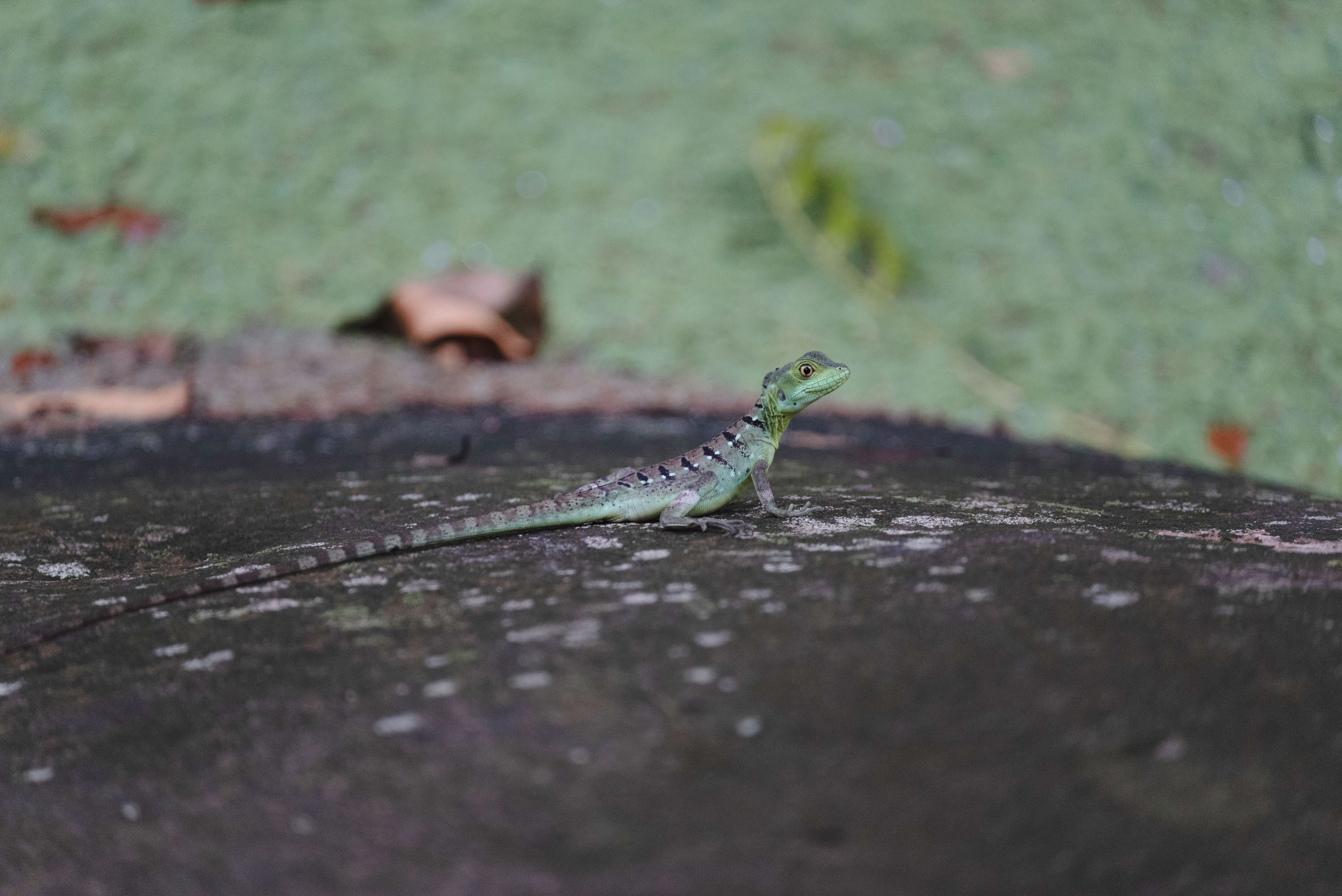 Basilisk in Nature · Free Stock Photo