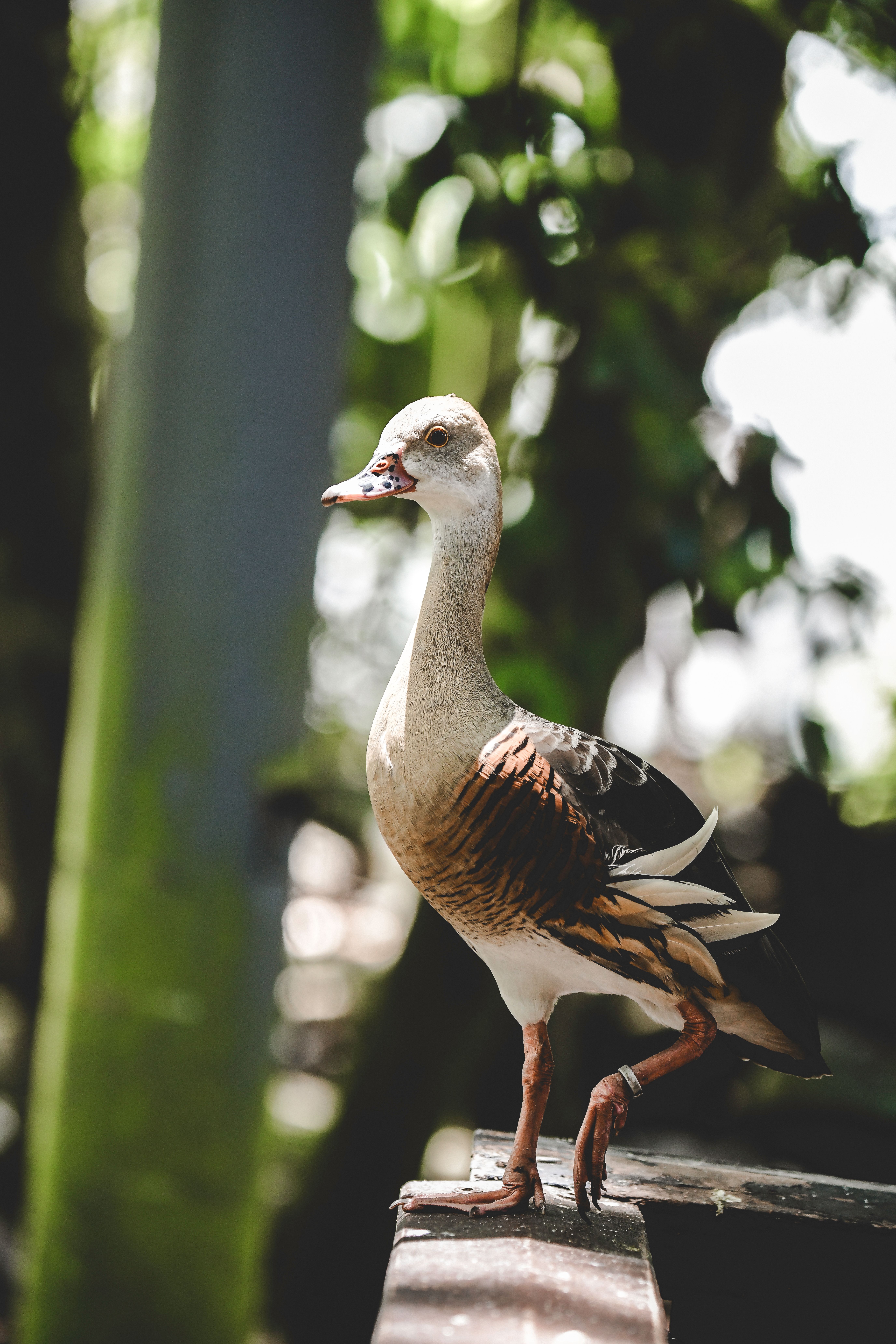 Goose on a Railing · Free Stock Photo