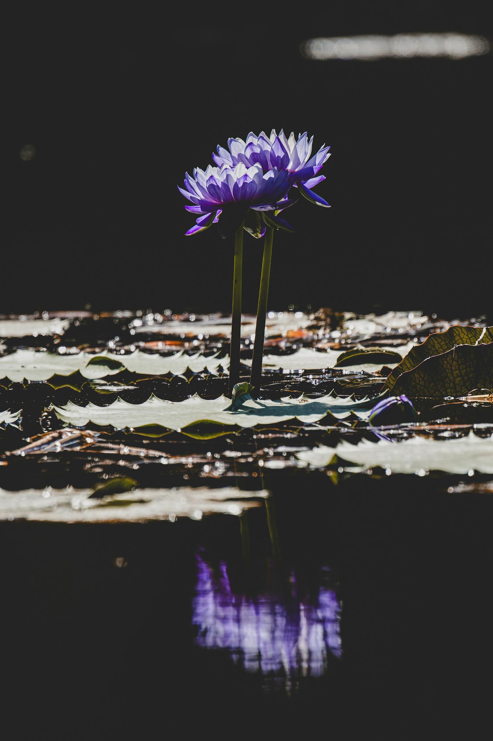 Flowers Purple Photos, Download The BEST Free Flowers Purple Stock ...