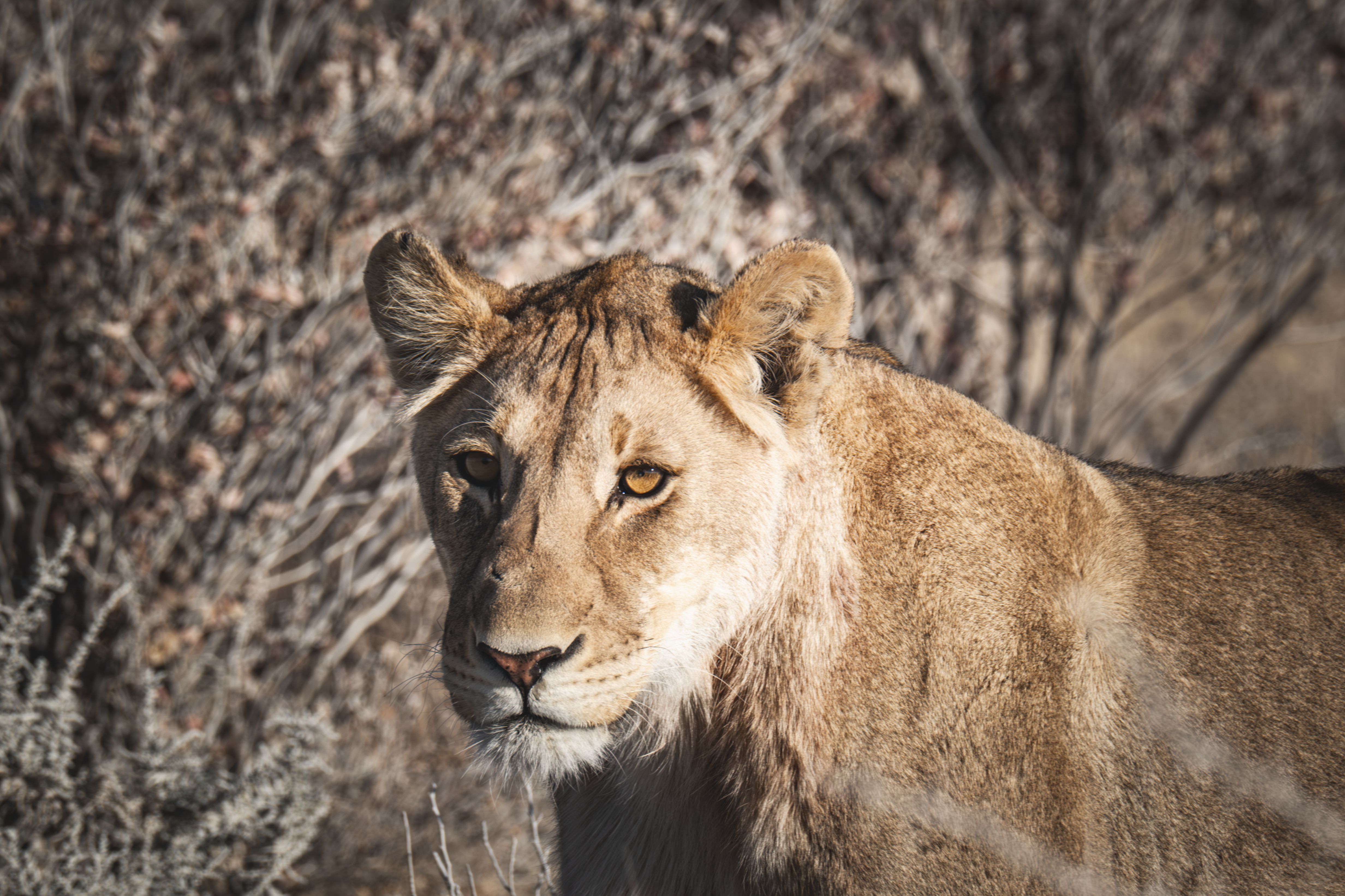 Lioness Resting Above Gray Rock · Free Stock Photo