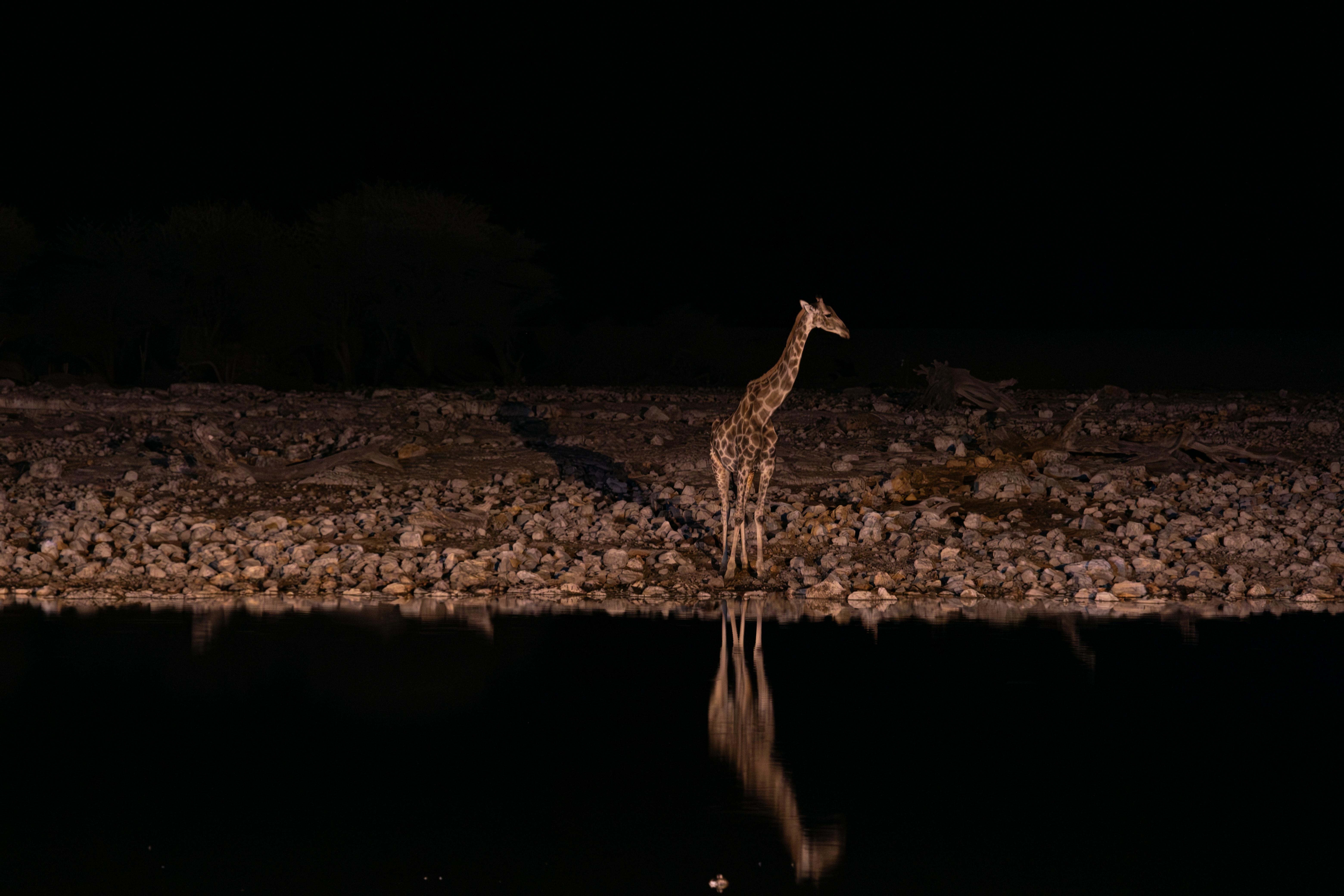 A Giraffe Standing by the Water at Night · Free Stock Photo