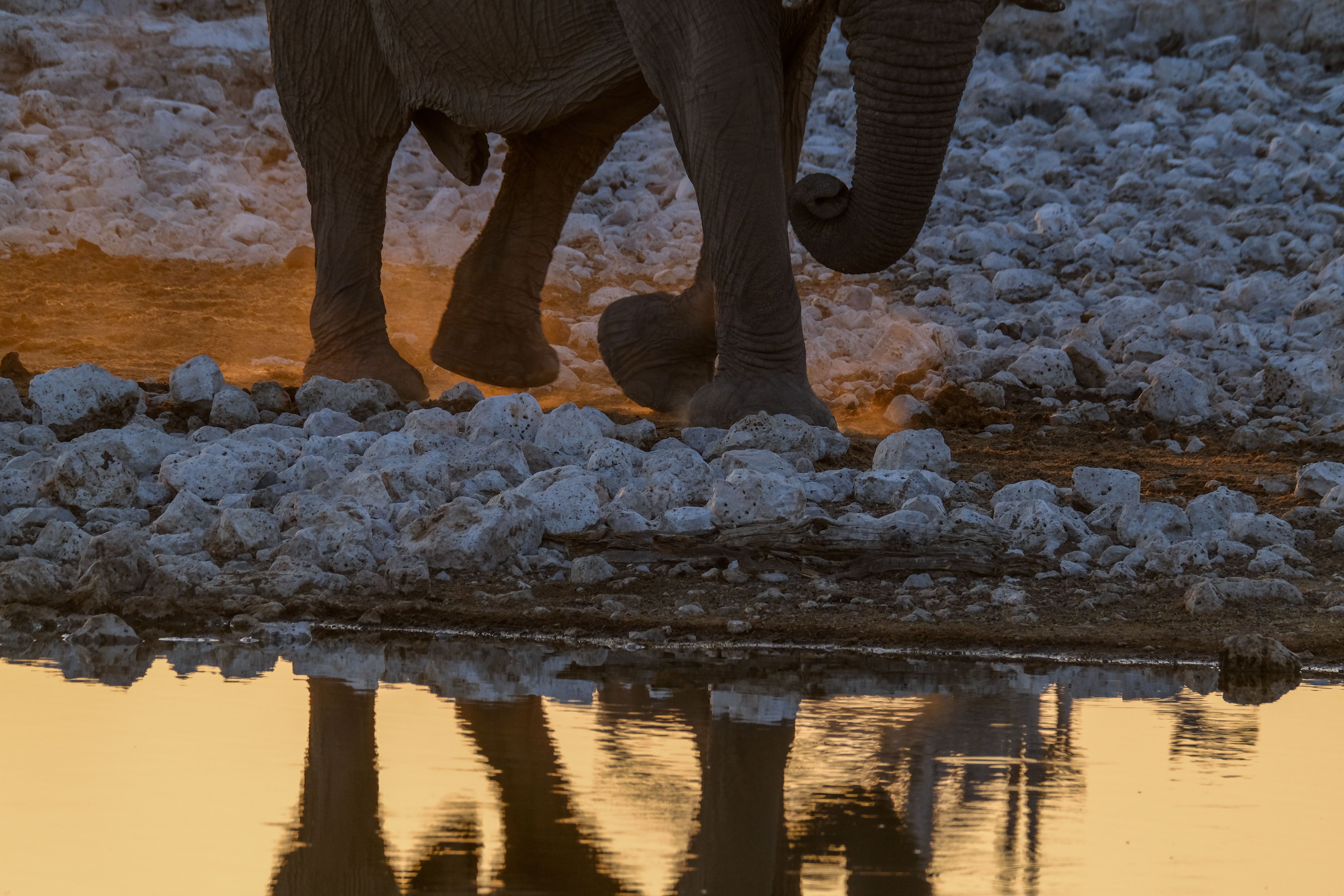 Foto de stock gratuita sobre áfrica, ambiente tranquilo, animal, animal ...