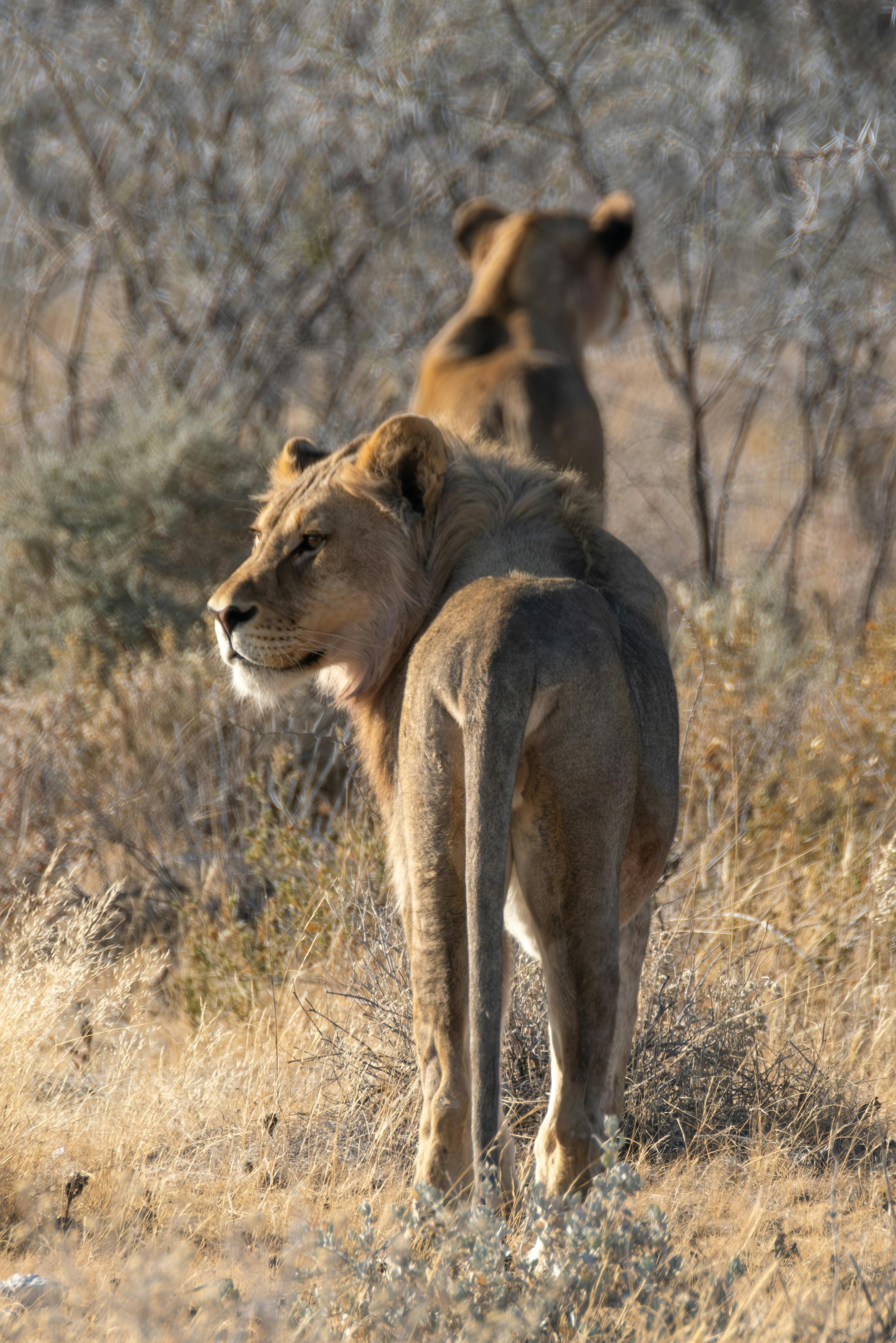 Lion on Savannah · Free Stock Photo