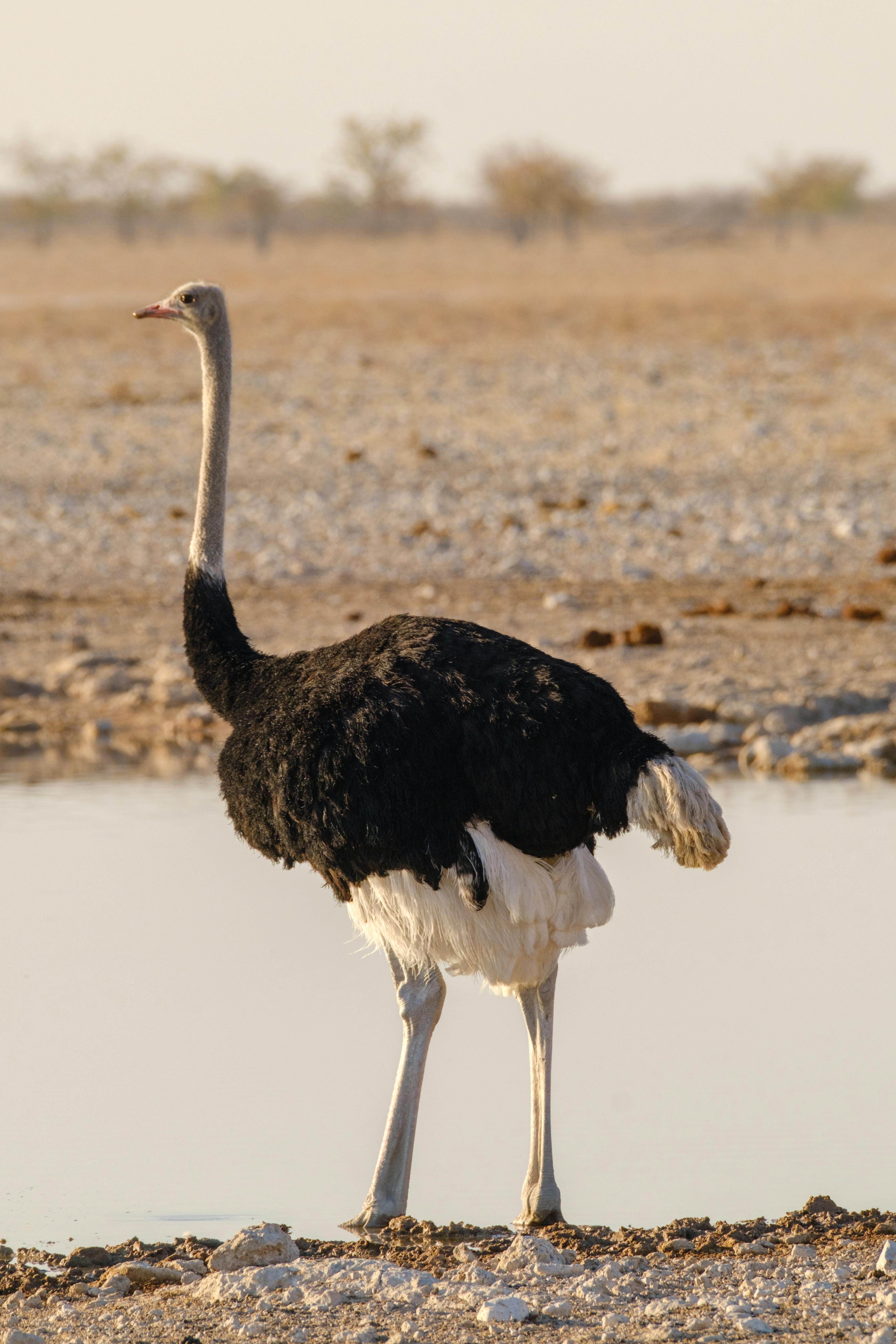 Ostrich Standing on Green Grass · Free Stock Photo