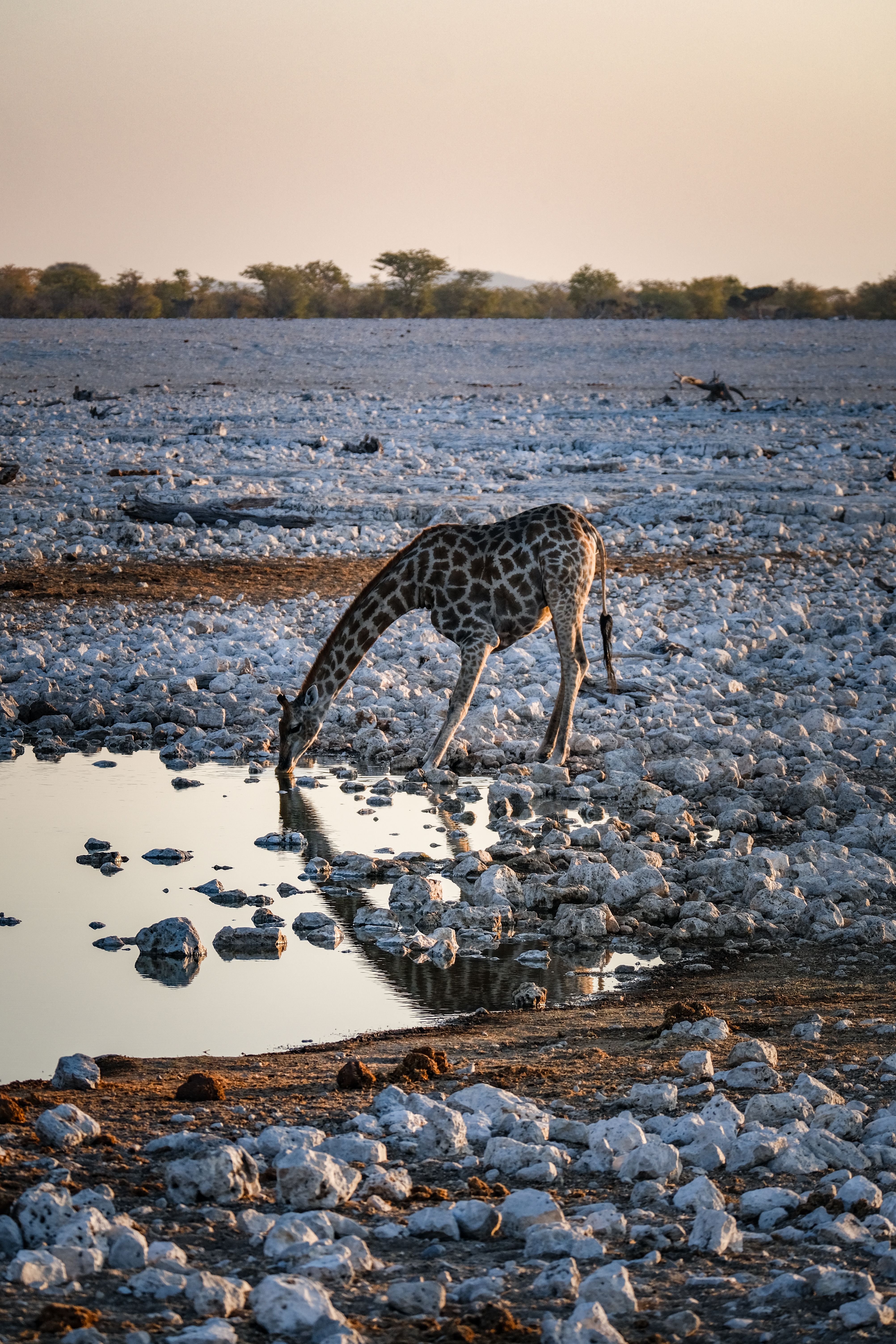 A Giraffe Drinking Water on a Rocky Field · Free Stock Photo