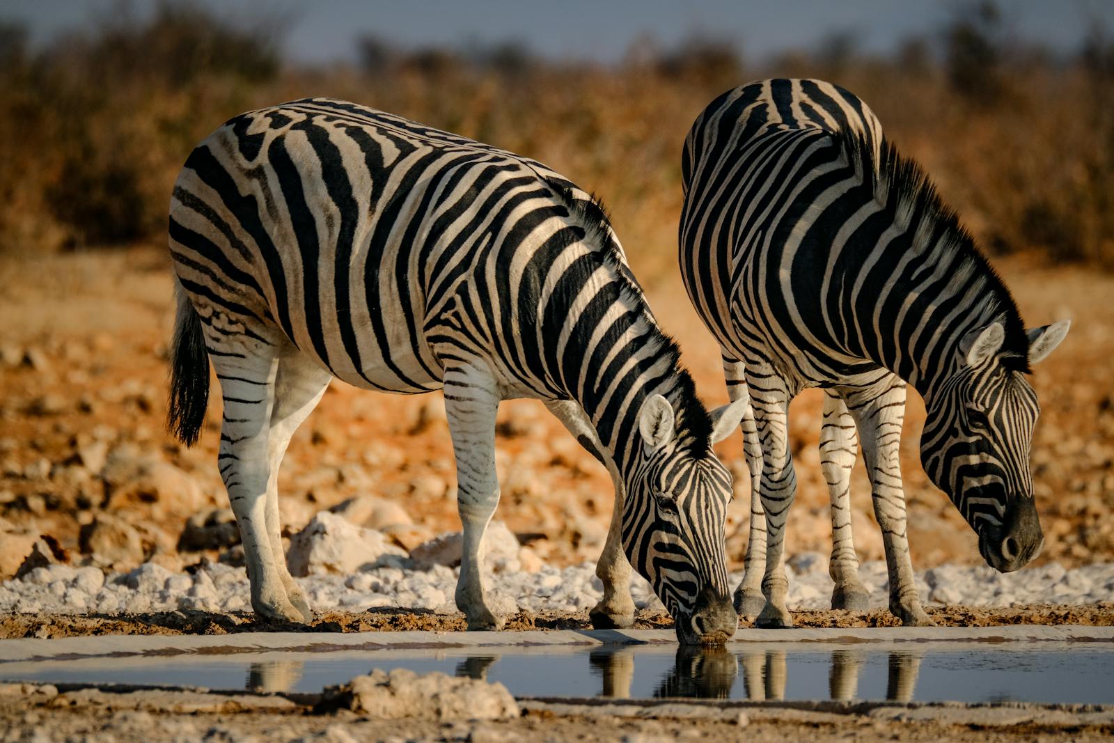 Zebras Photos, Download The BEST Free Zebras Stock Photos & HD Images