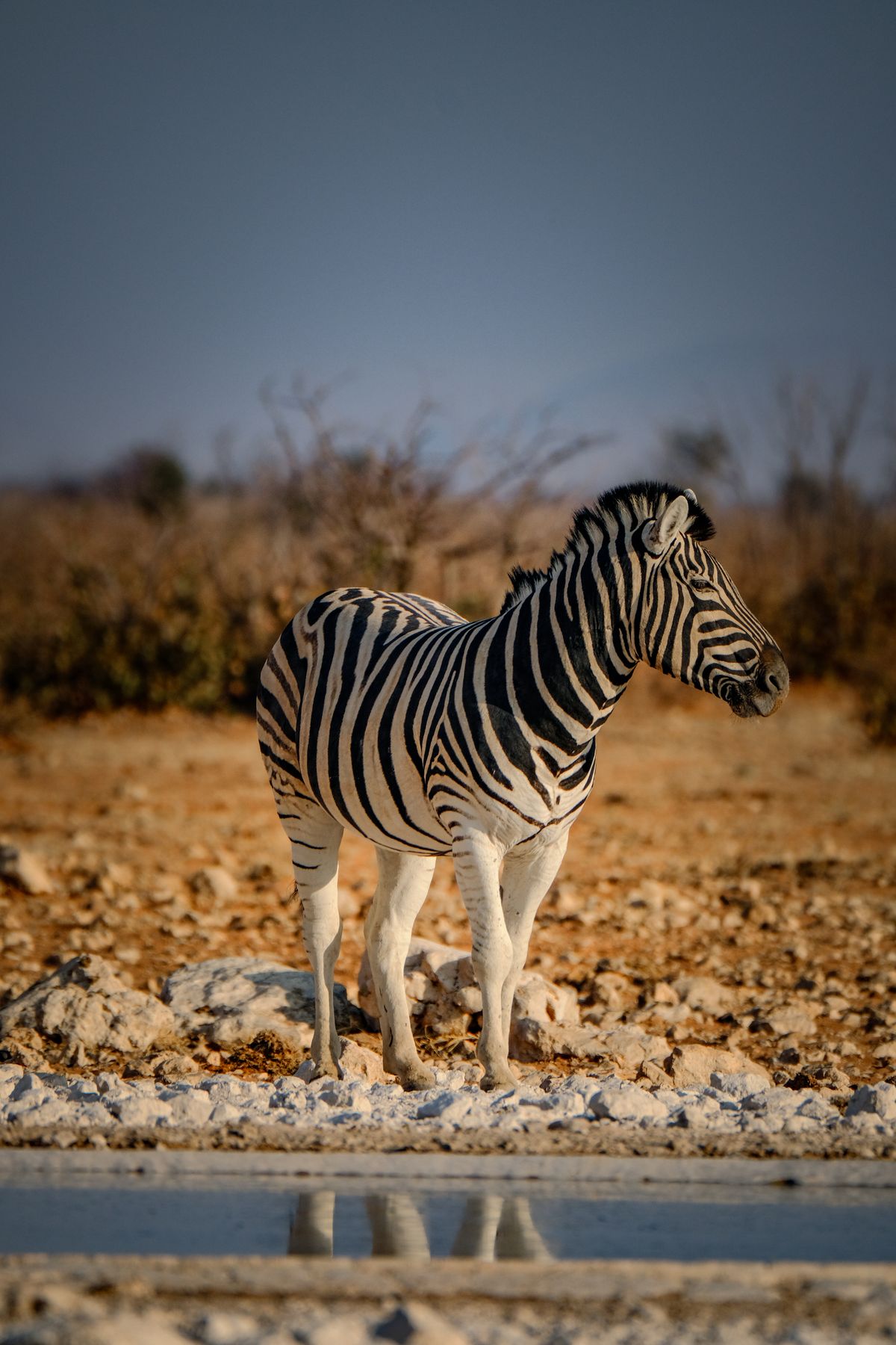 African Savannah Photos, Download The BEST Free African Savannah Stock ...