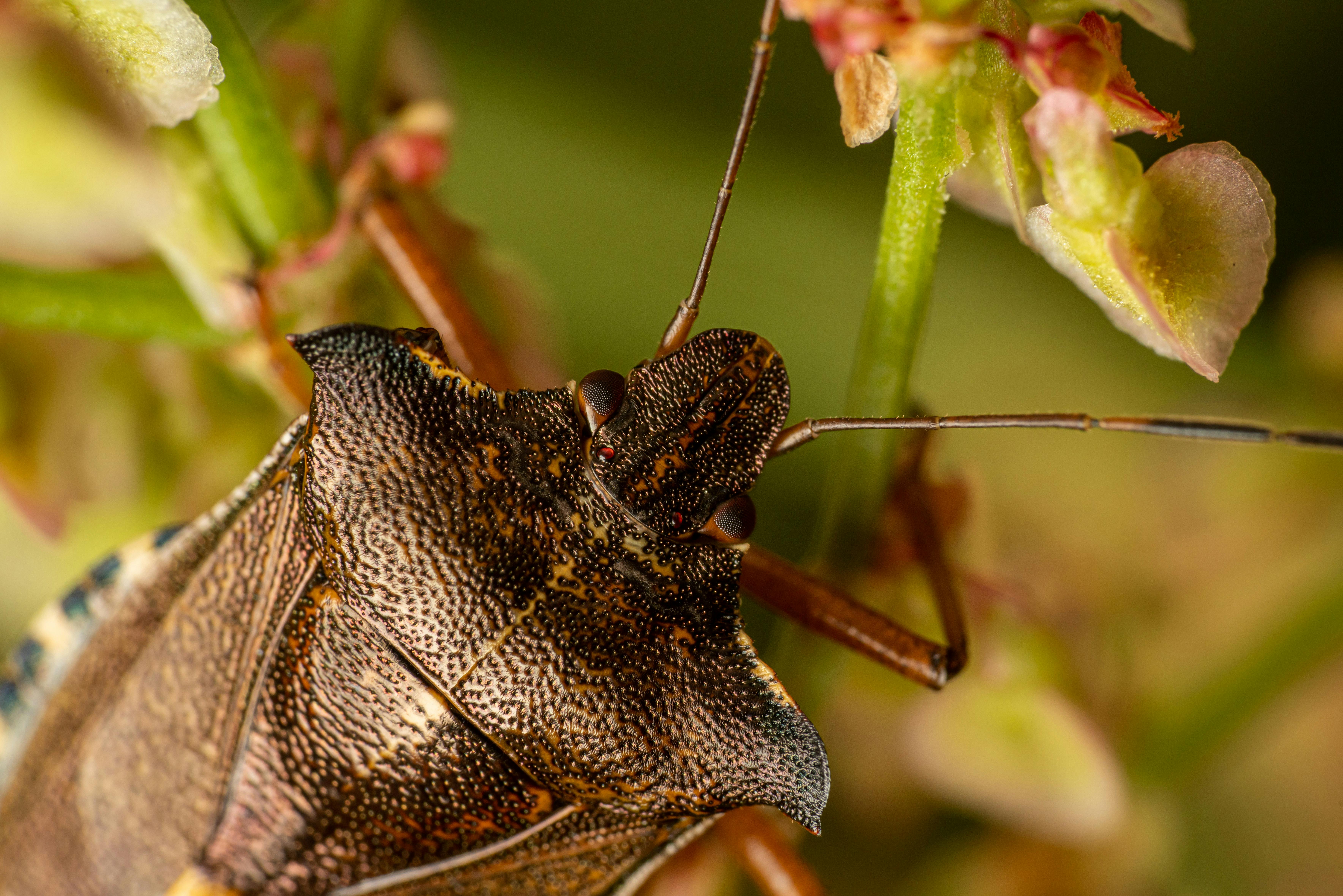 Bronze Shieldbug on Flower · Free Stock Photo