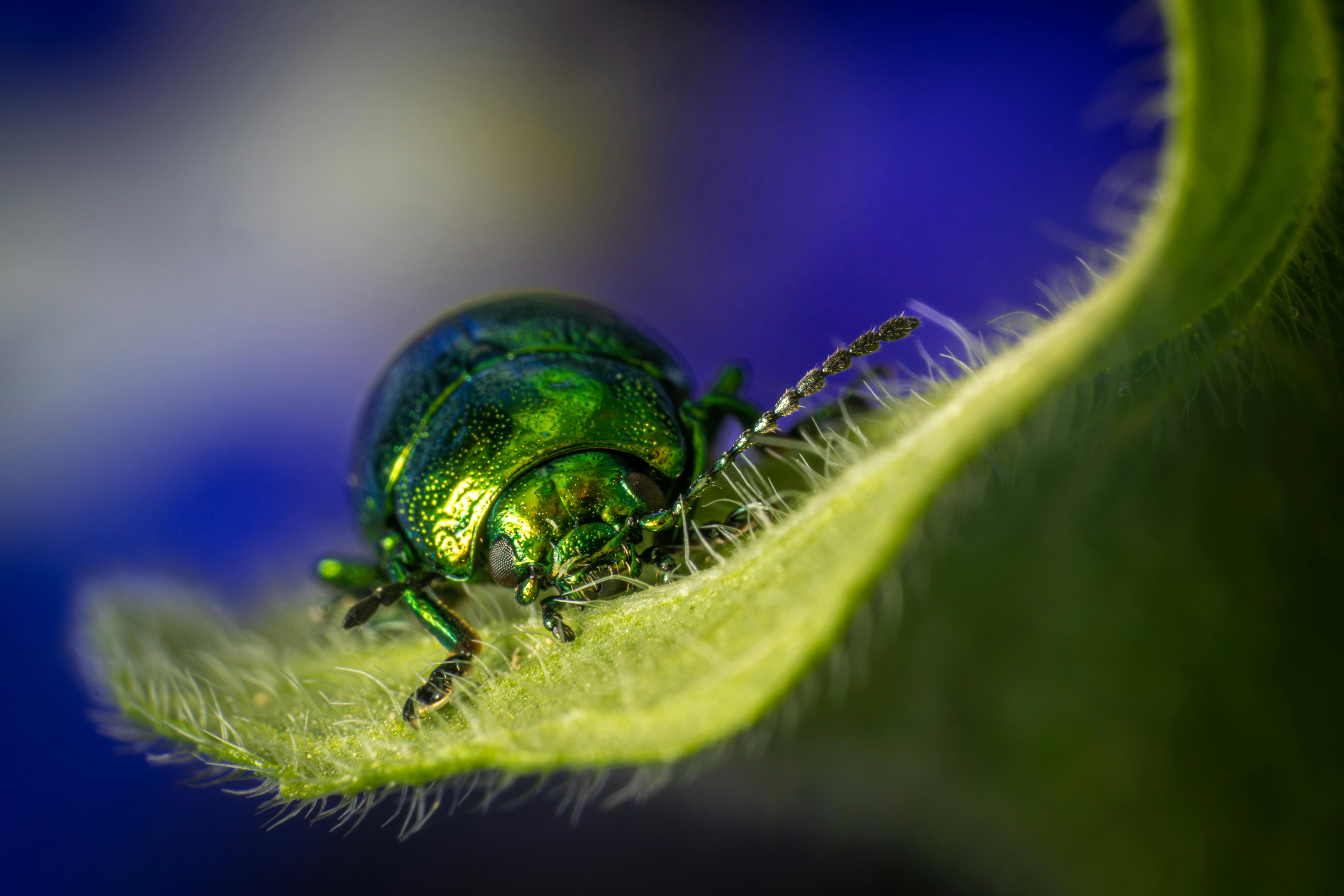 Close Up Photo of Two Jewel Weevils on Green Leaf · Free Stock Photo