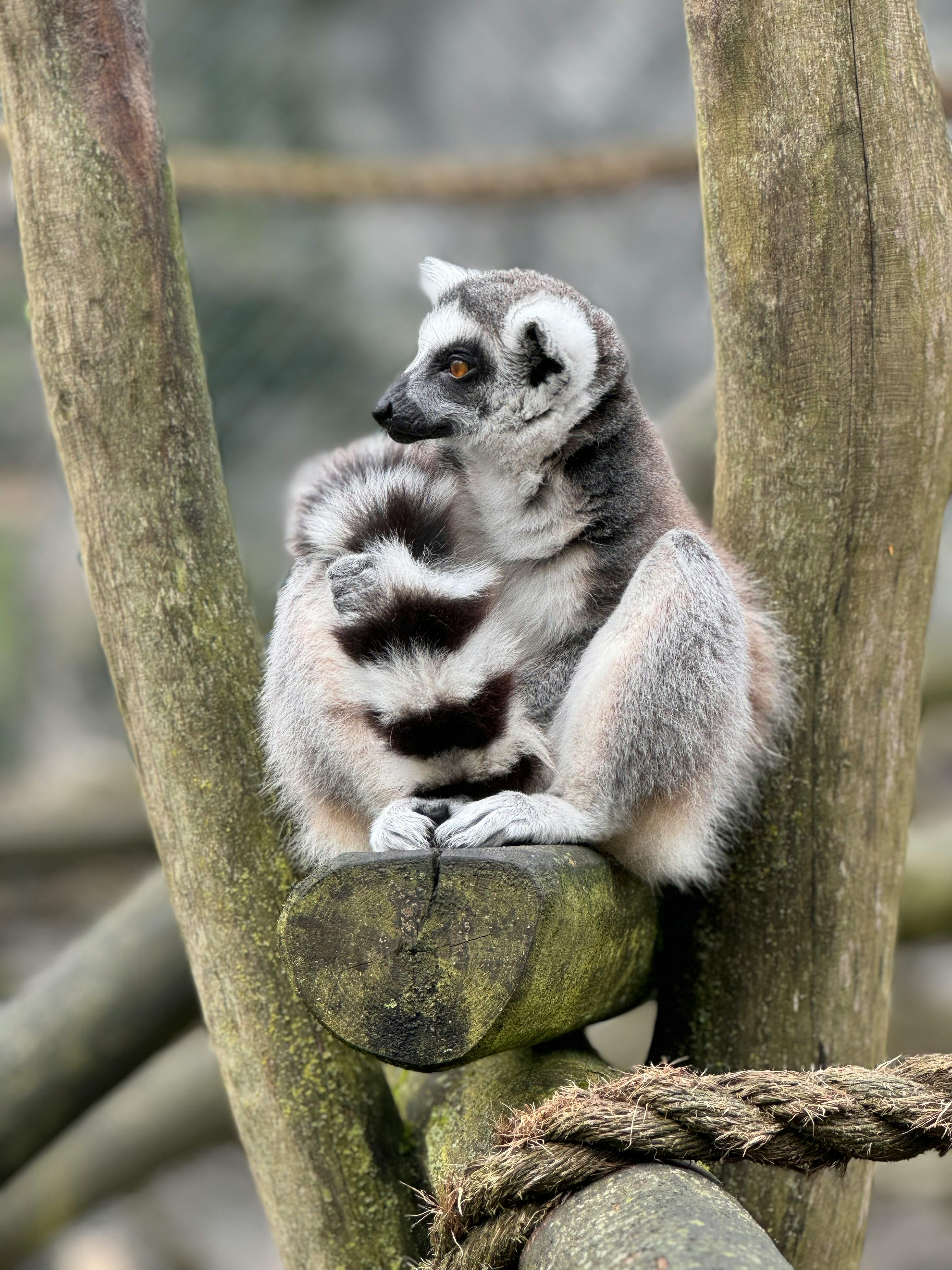 Ring Tailed Lemur in Zoo · Free Stock Photo