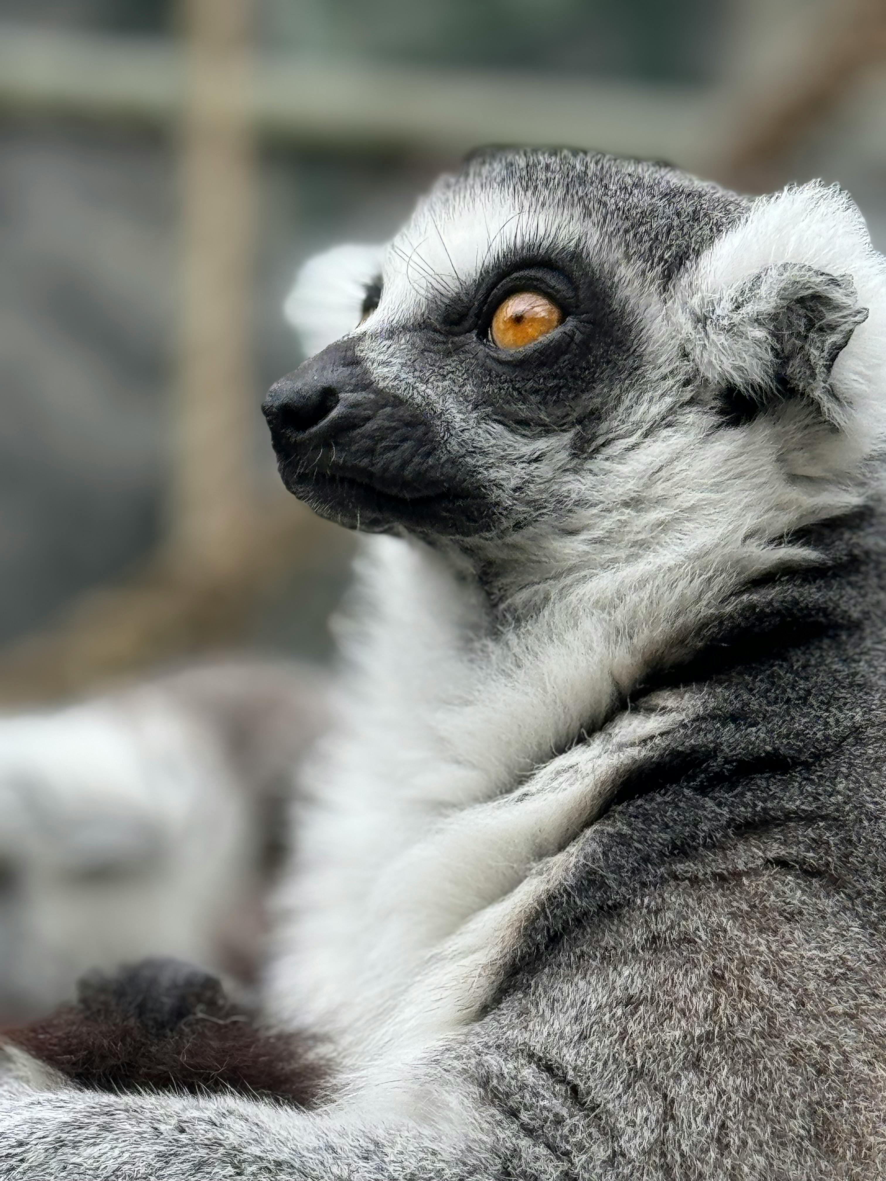 Lemur Photos, Download The BEST Free Lemur Stock Photos & HD Images