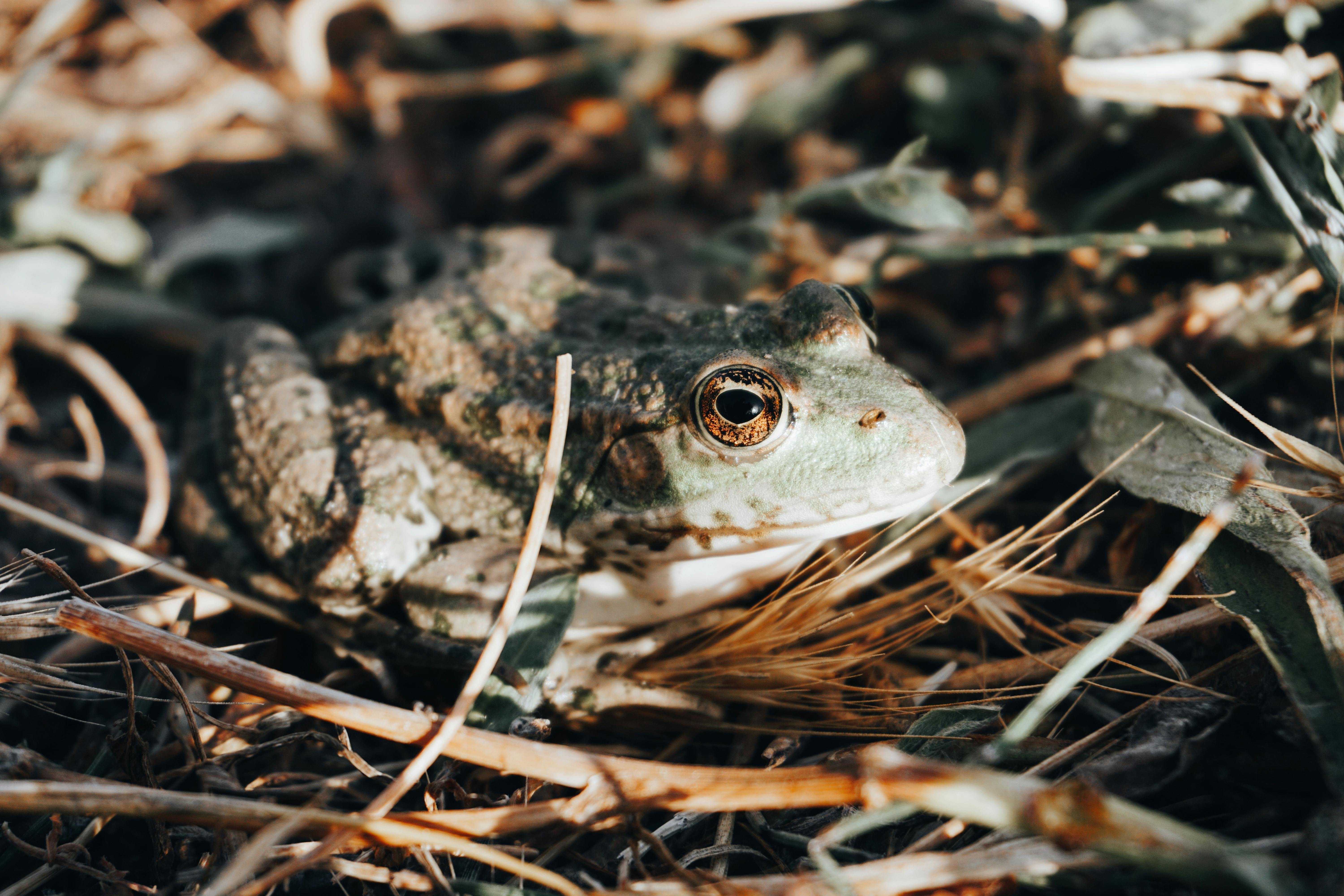 Frog on Ground · Free Stock Photo