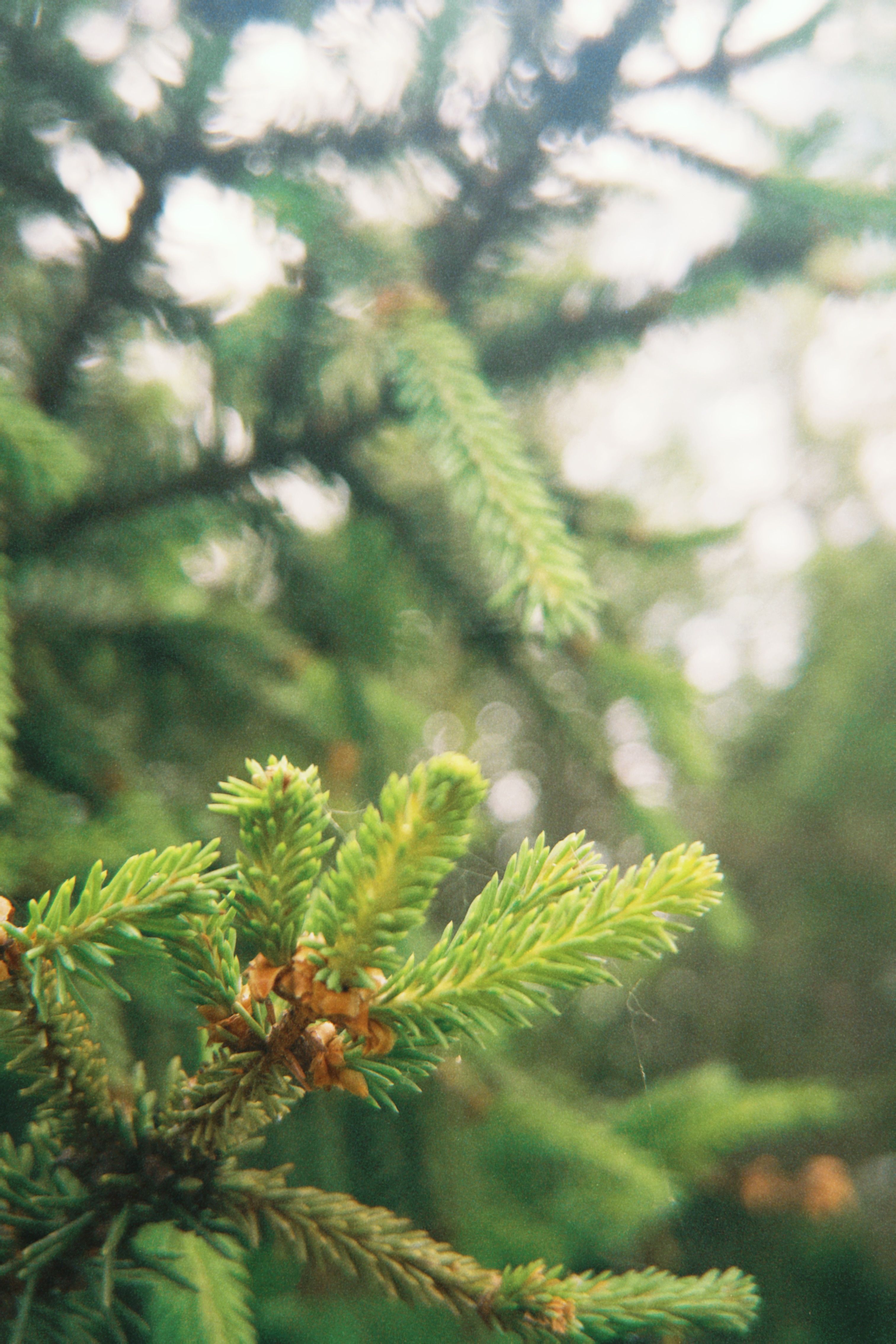 Closeup Conifer Tree · Free Stock Photo