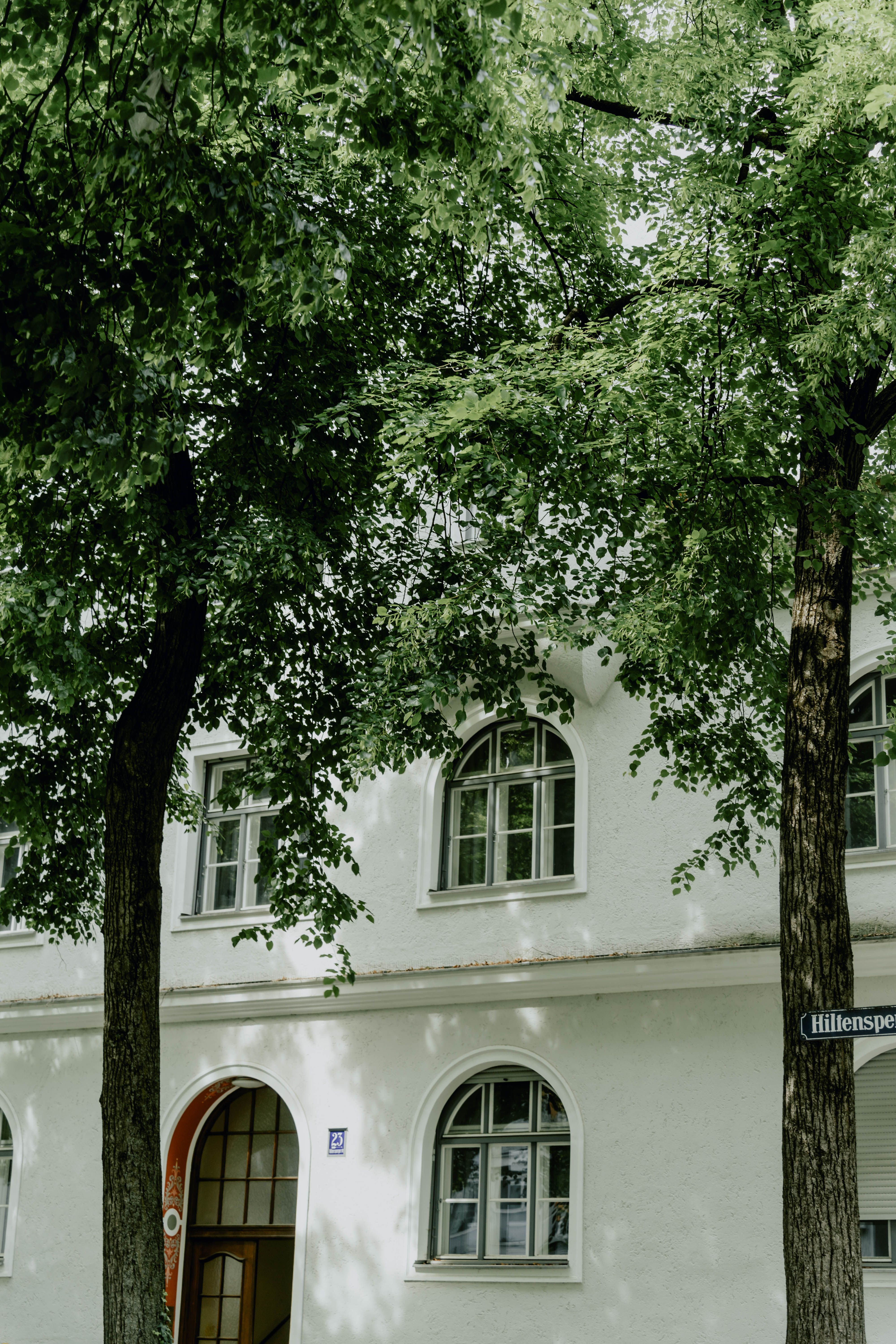 Trees in Front of Windows · Free Stock Photo