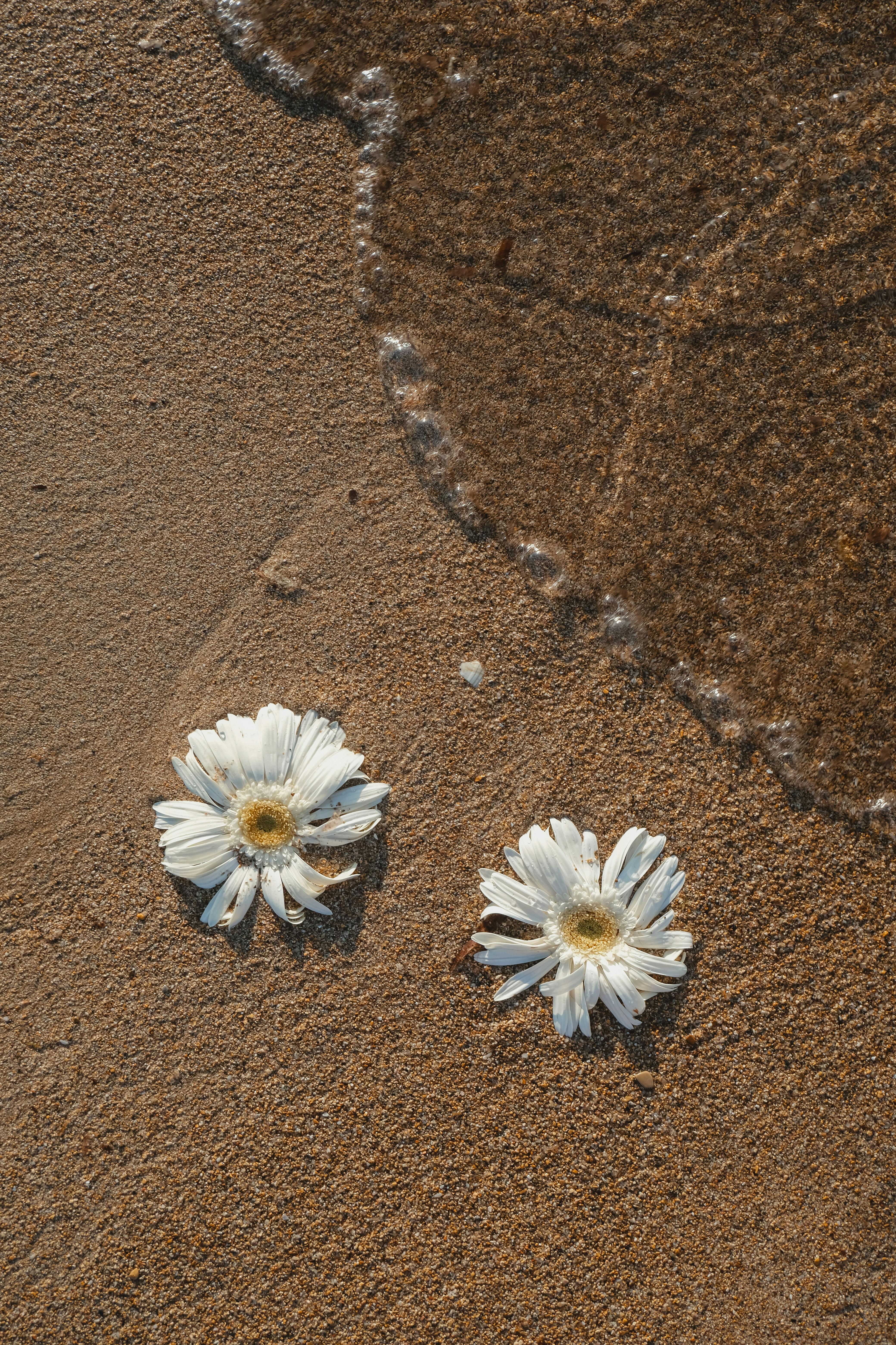 Beach Flowers Photos, Download The BEST Free Beach Flowers Stock Photos ...