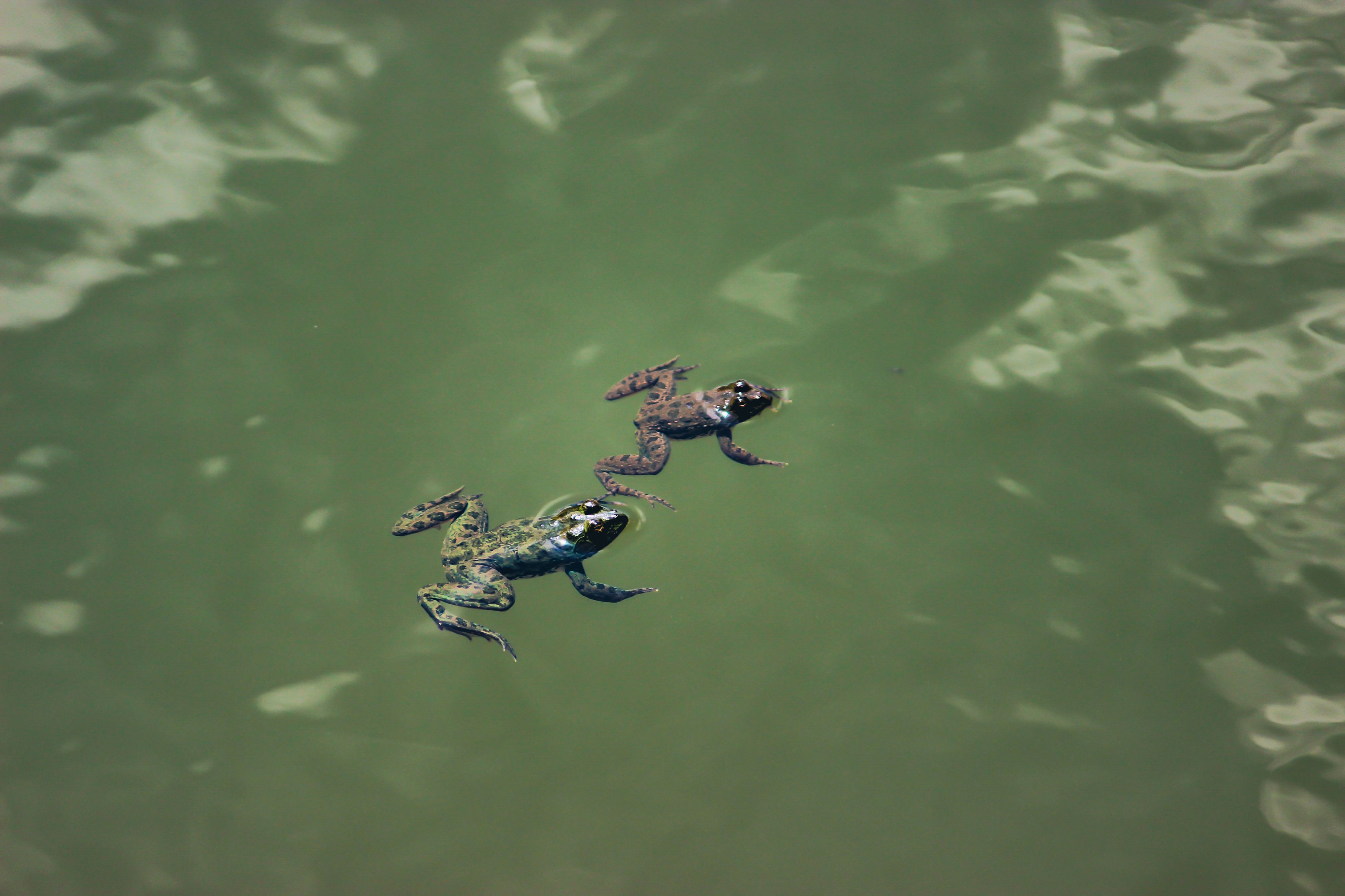 Frogs in Lake · Free Stock Photo
