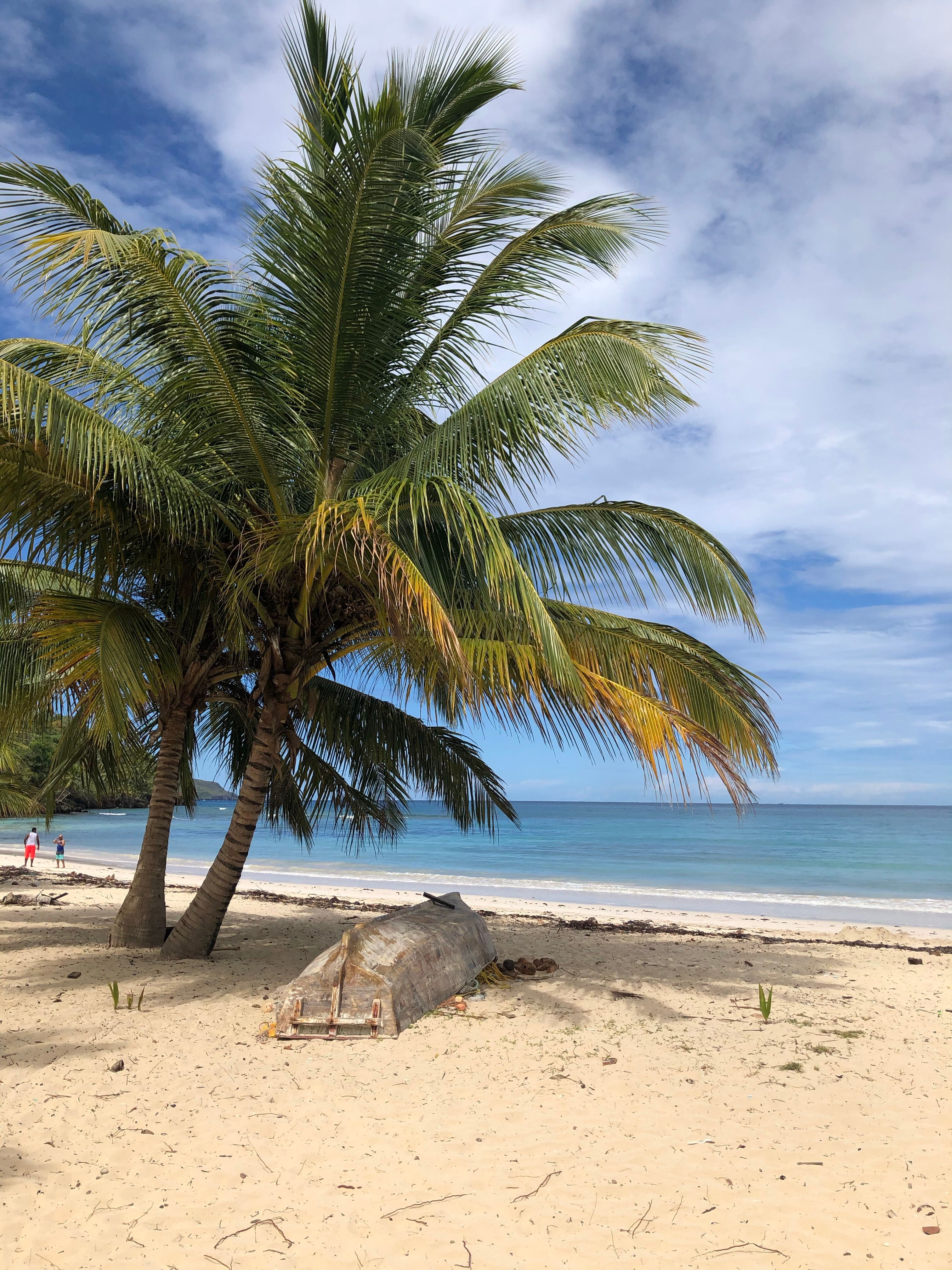 Scenic Beach and Palm Trees in the Philippines · Free Stock Photo