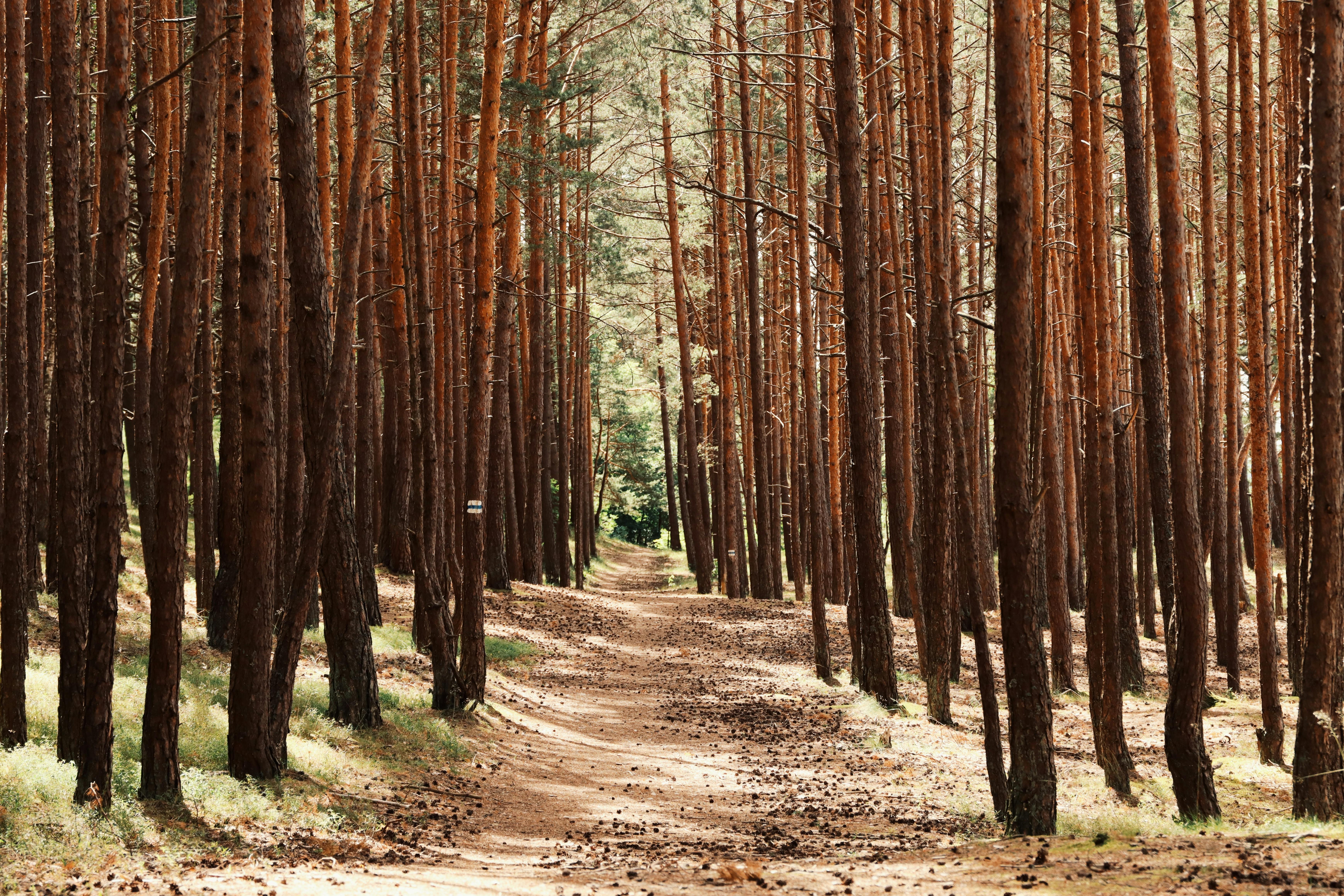 June Park Photos, Download The BEST Free June Park Stock Photos & HD Images