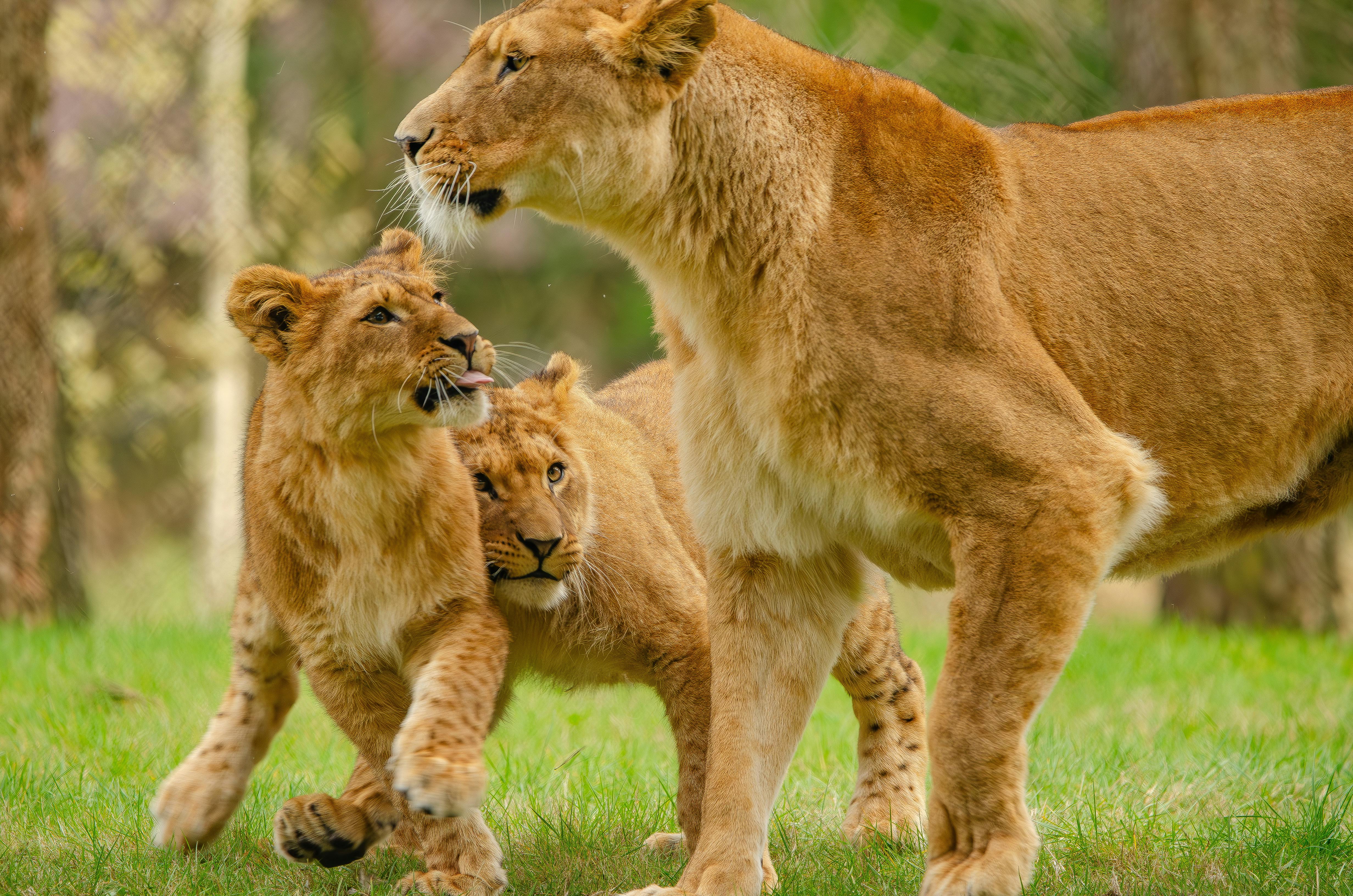 Löwen spielen · Free Stock Photo