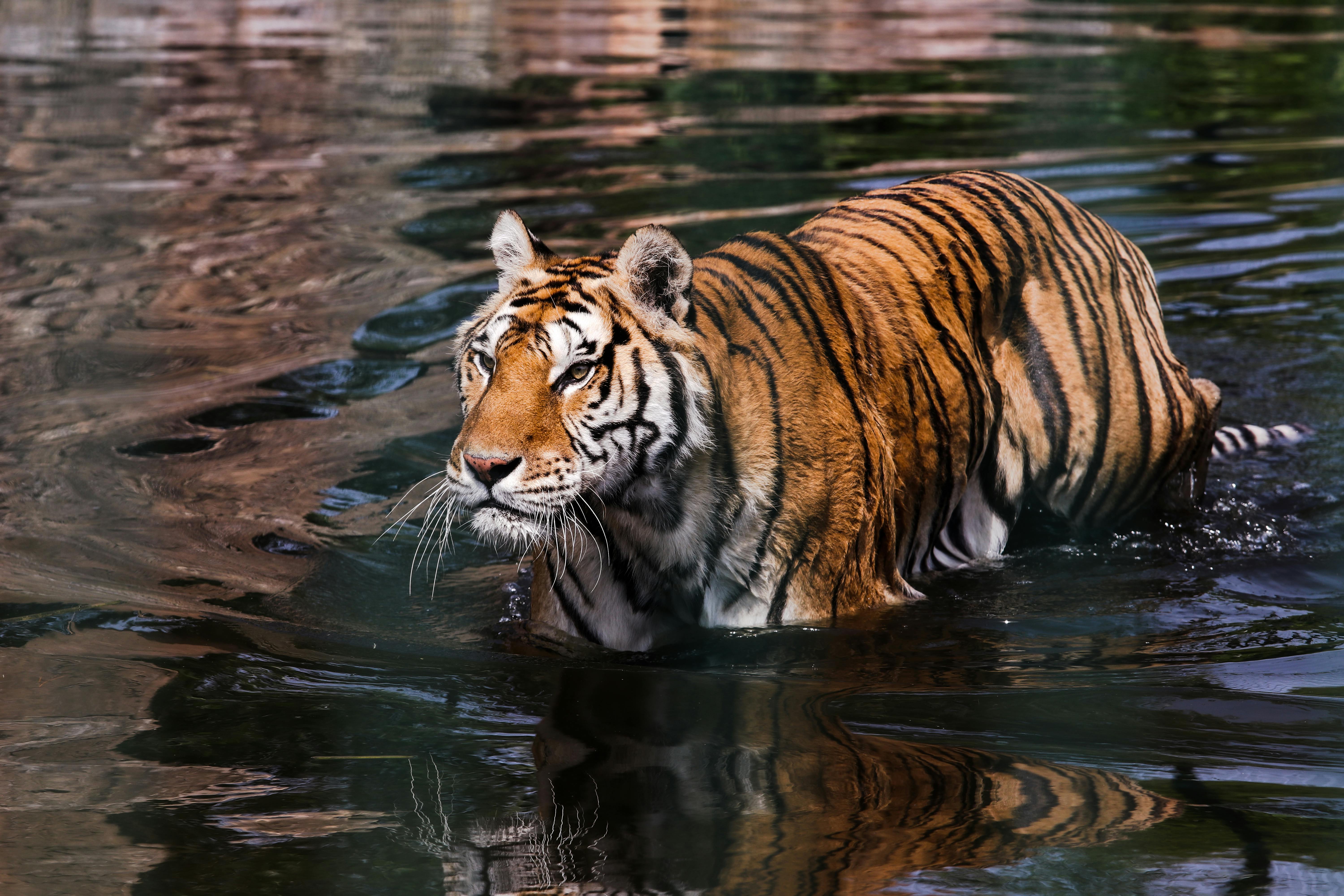 A Tiger Walking Out of the Water · Free Stock Photo