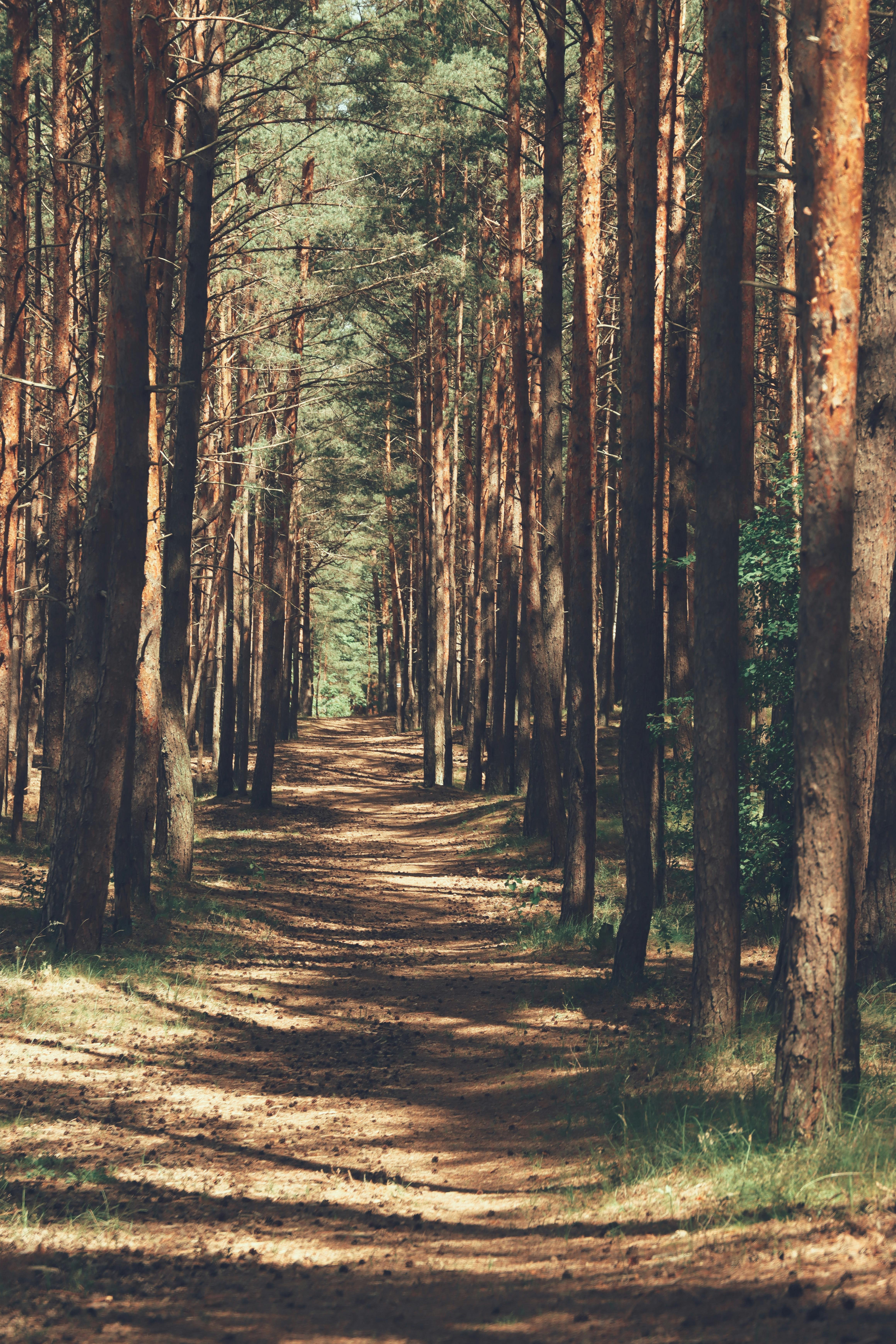 Forest · Free Stock Photo