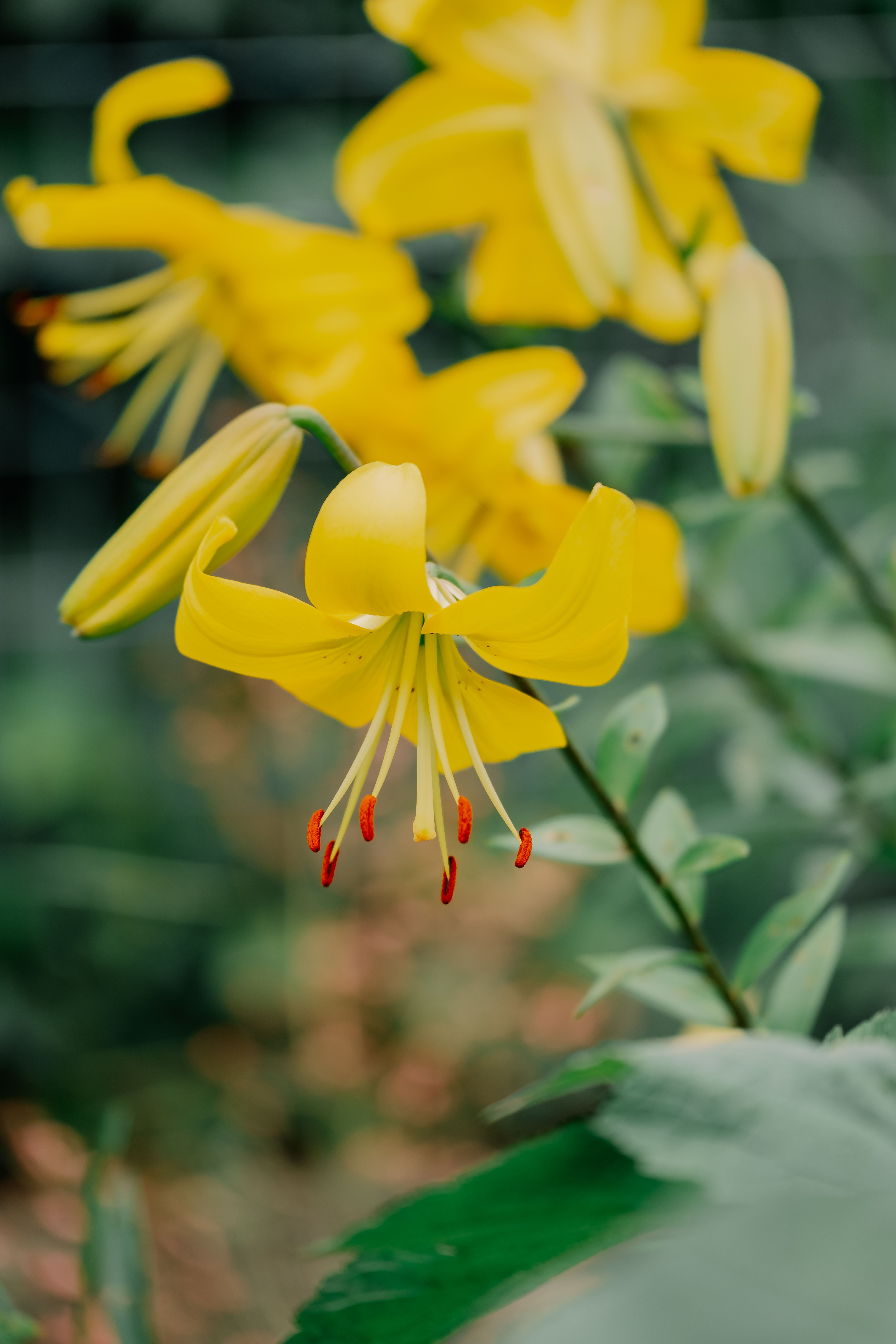 Yellow Lily Flower · Free Stock Photo