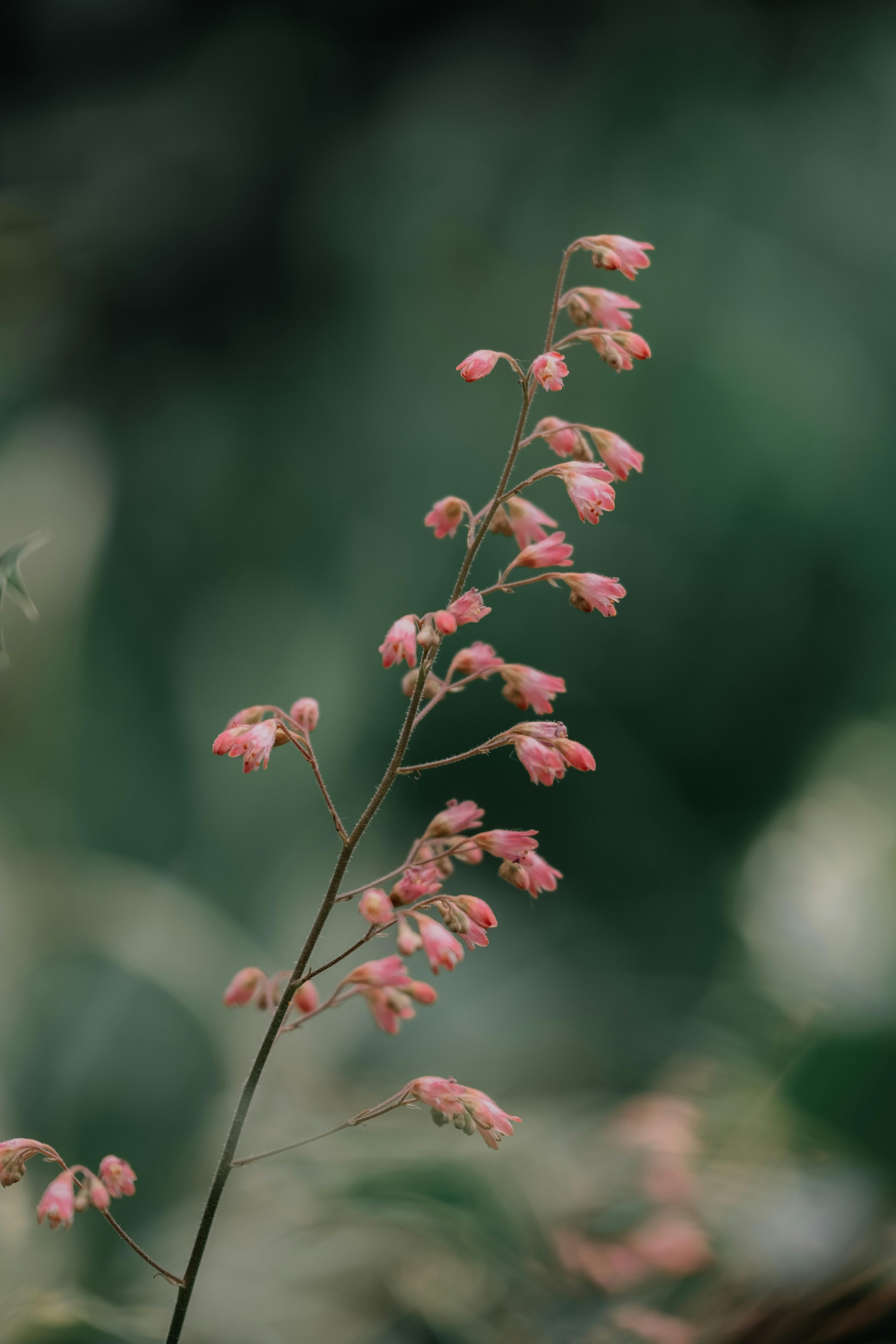 Close-up on Pink Alumroot Flower · Free Stock Photo